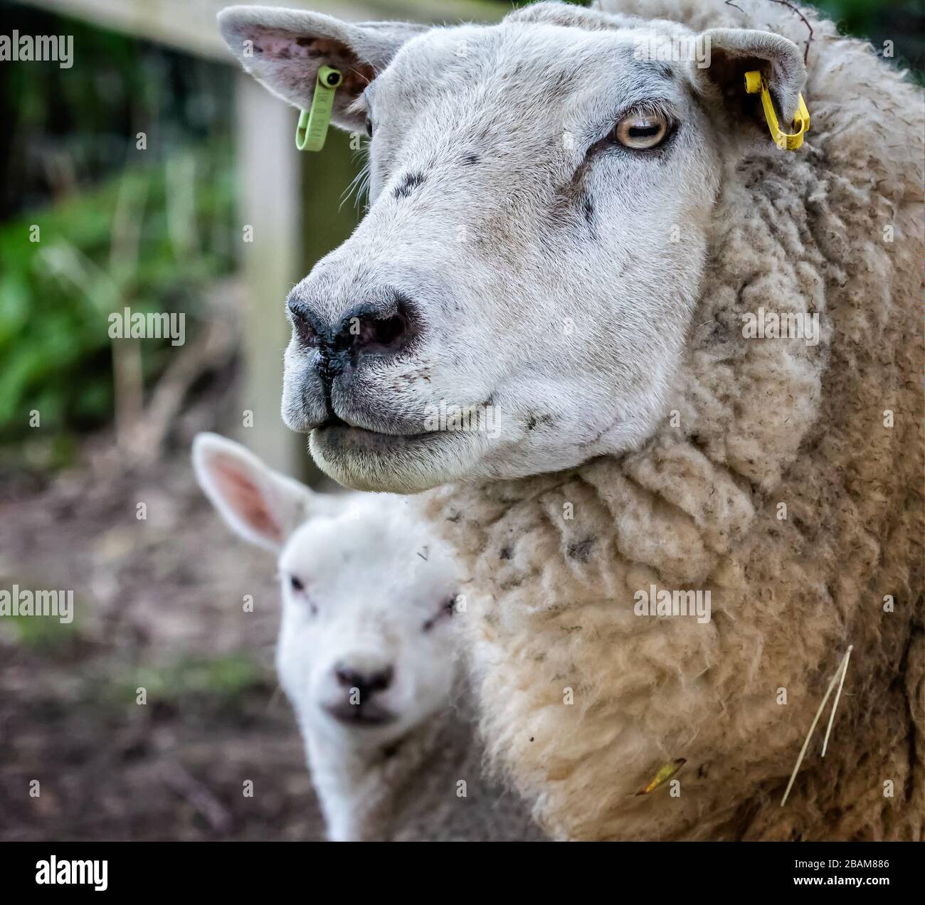 Female sheep hi-res stock photography and images - Alamy