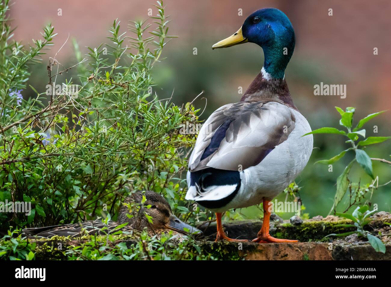 Close up of pair of Mallard Ducks - male and female - on top of ...