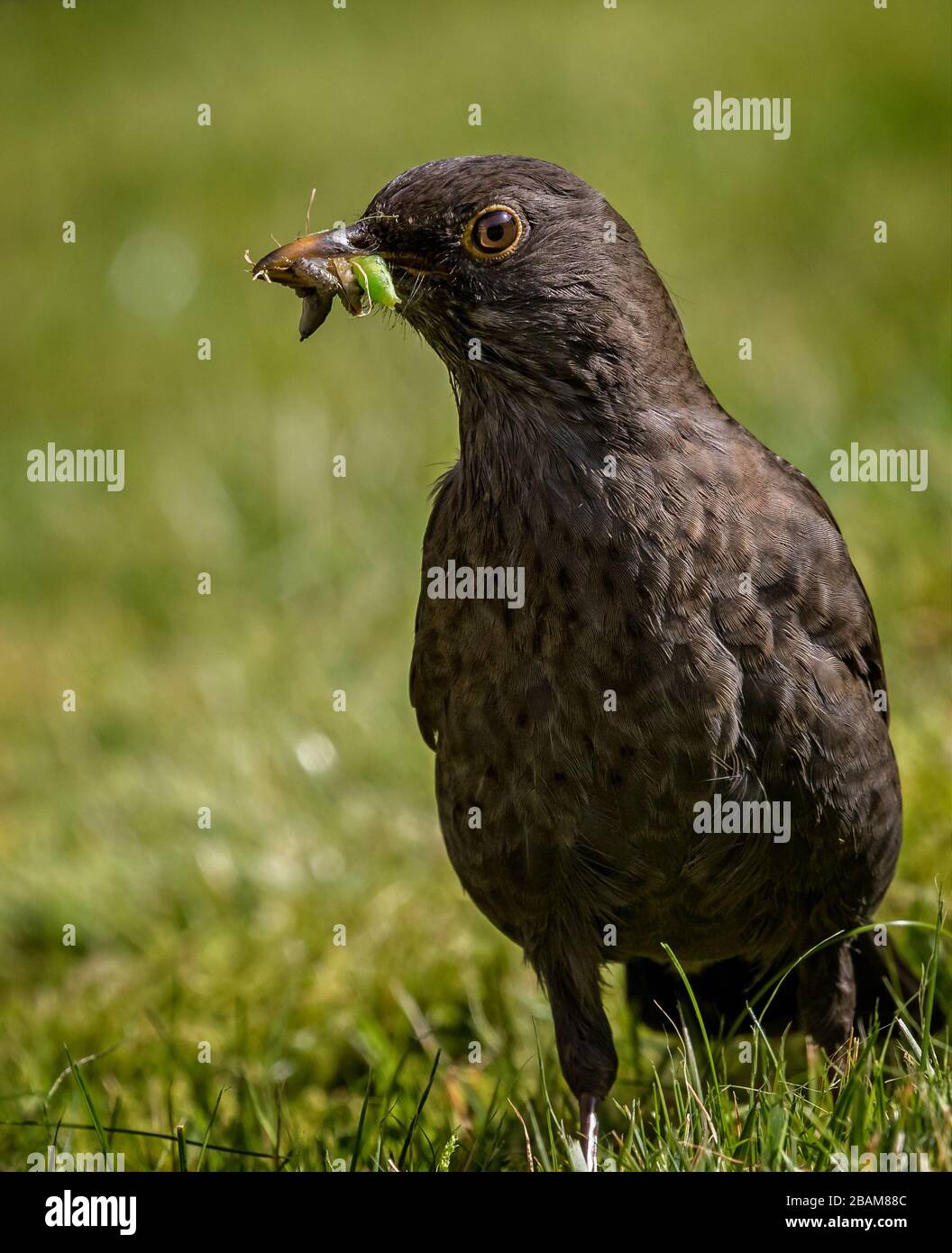 Close up of female Blackbird with beak full of worms and grubs Stock ...