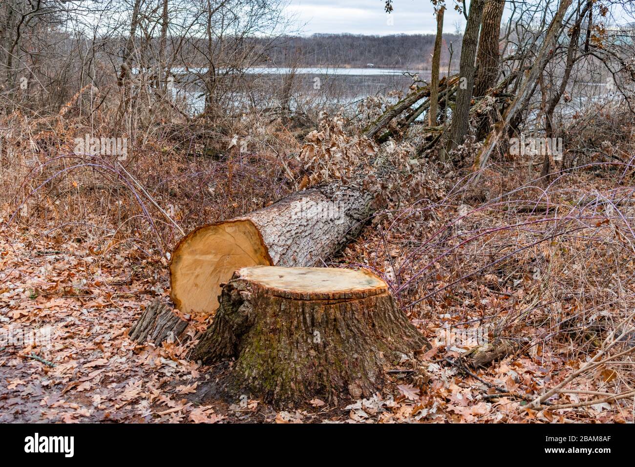 Chopped Down Tree and Stump in a Forest near a Pond during Winter Stock ...