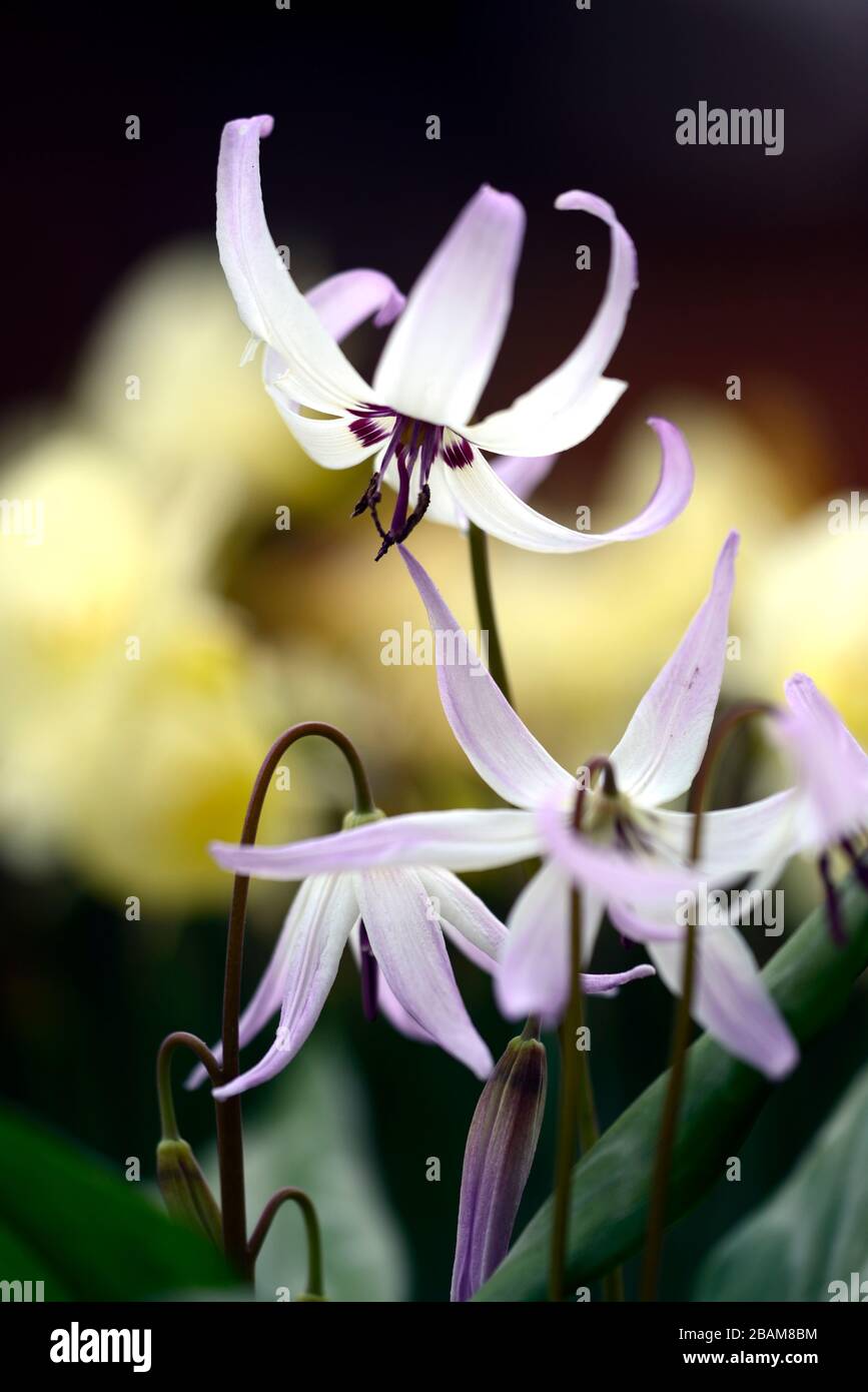 Erythronium Miss Jessop, E A Bowles hybrid,spring,flowers,flower ...