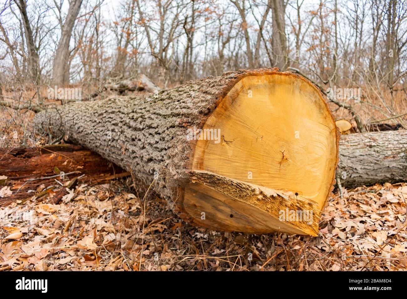 Chopped down tree hi-res stock photography and images - Alamy