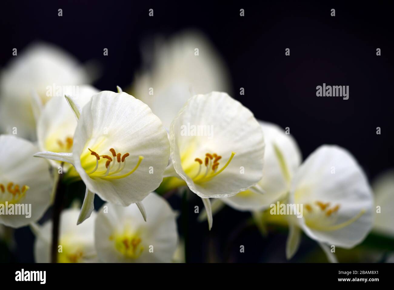 Narcissus bulbocodium arctic bells hi-res stock photography and images ...