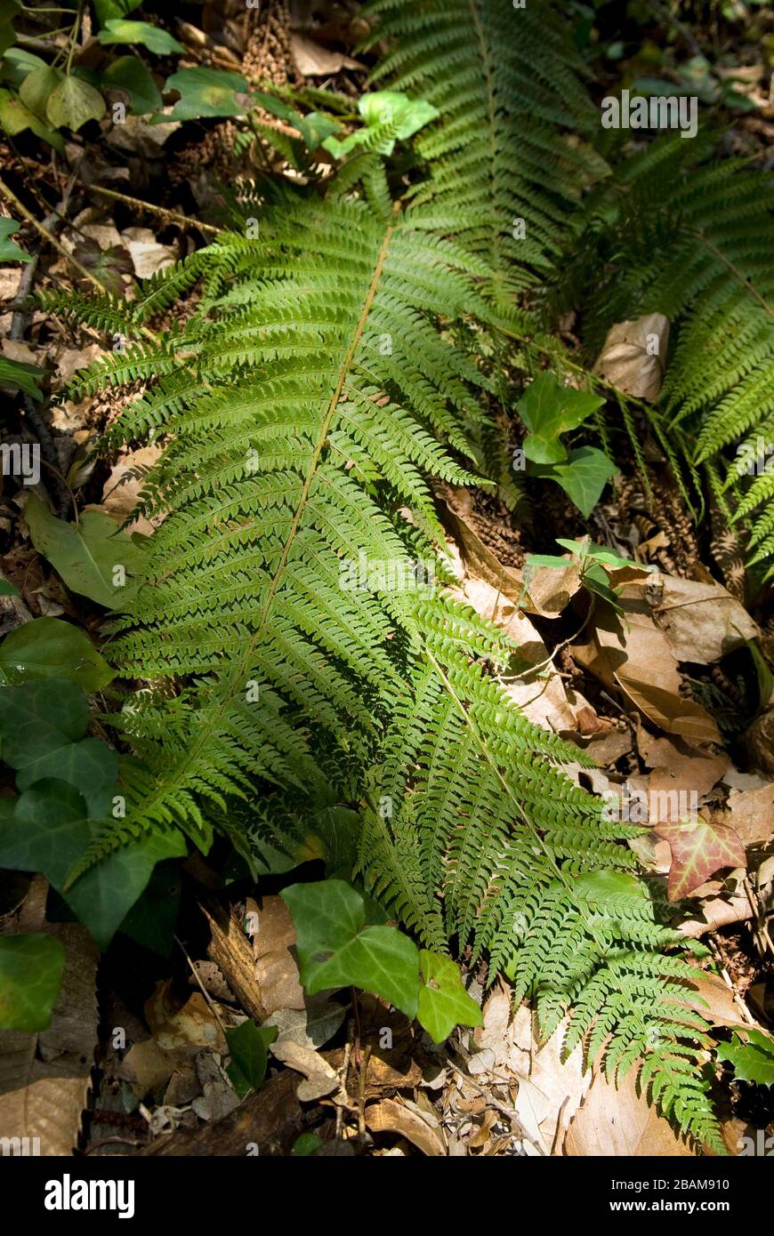 Falguera, El Sot de l'infern, Parc Natural del Montseny, Vallès ...
