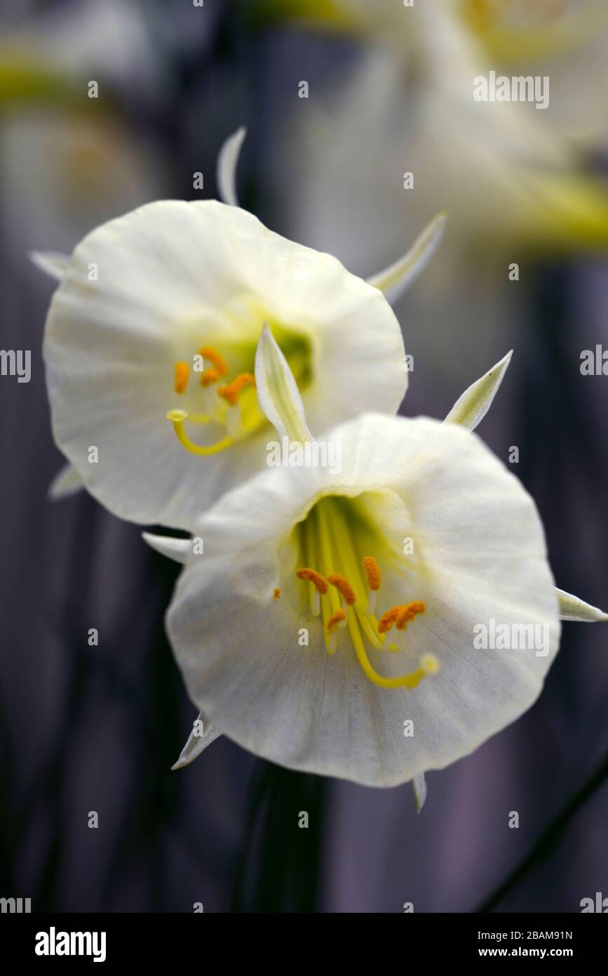 Narcissus bulbocodium Arctic Bells,narcissus,daffodil,daffodils,white ...