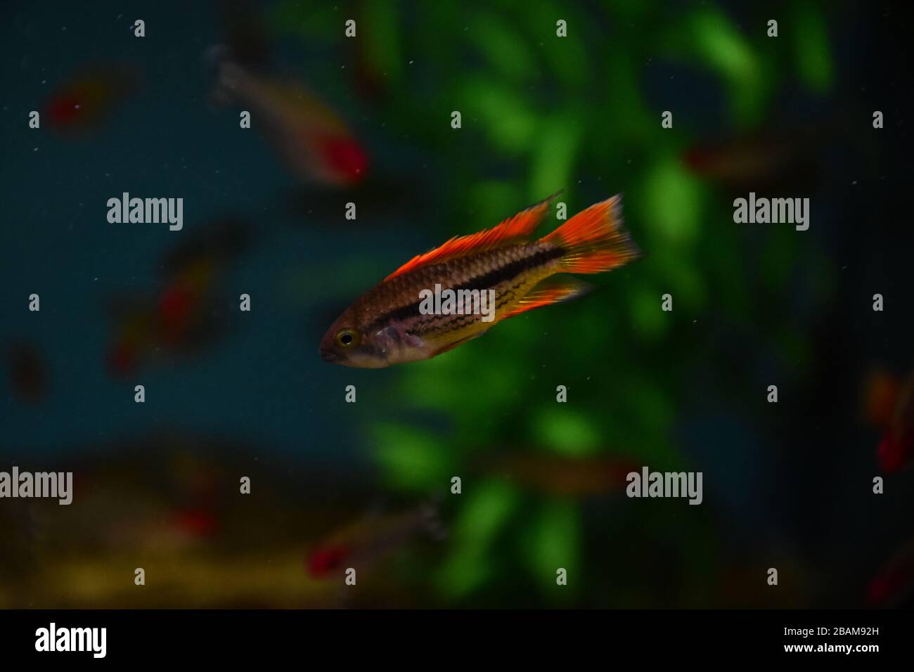 Freshwater aquarium fish, endemic cichlid fish from African lake and ...