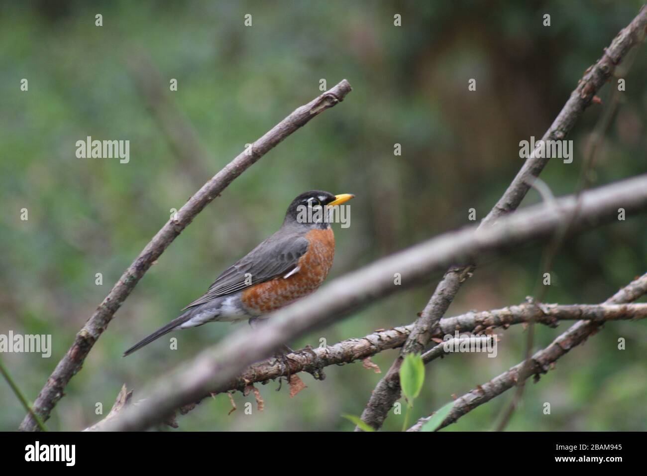 Robin on the Ruth Park Trail Stock Photo - Alamy