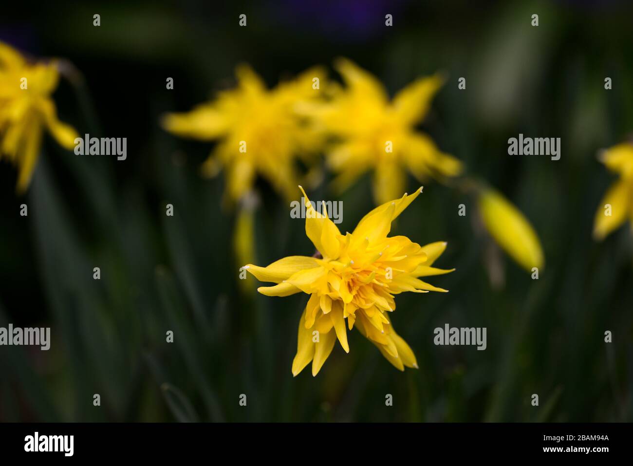 Narcissus Rip Van Winkle,yellow flowers,flowering,spring,daffodils,daffodil,narcissi,garden ...