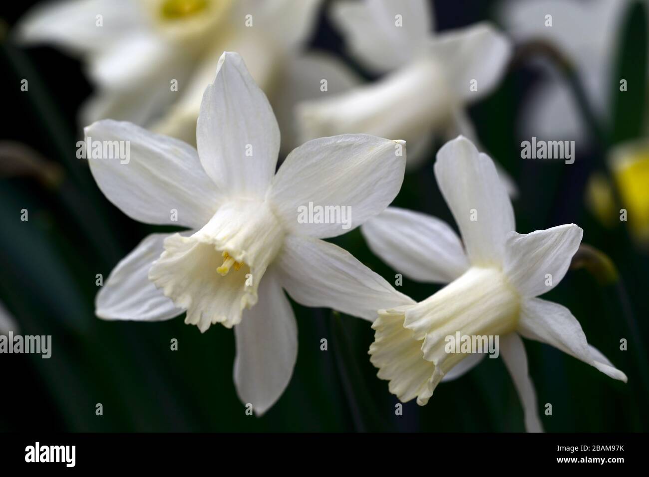 Miniature white flowers hi-res stock photography and images - Alamy
