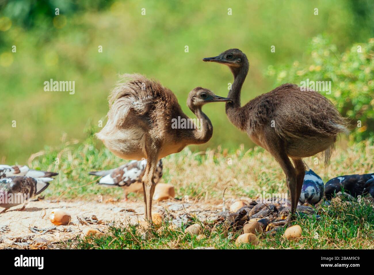 Greater rhea rhea americana pair hi-res stock photography and images ...