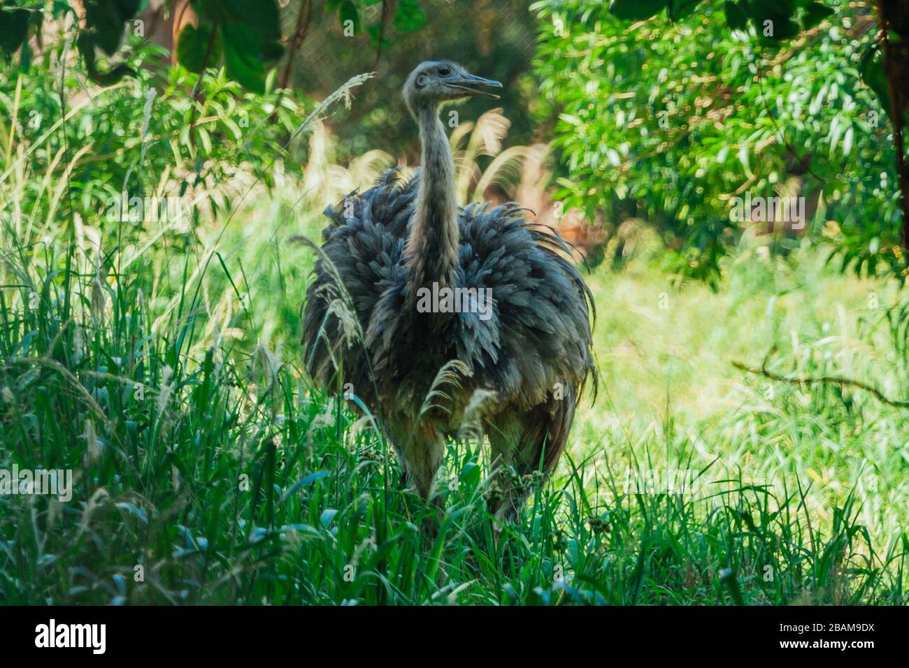 Asuncion, Paraguay. 3rd February, 2008. Close-up of a greater rhea ...