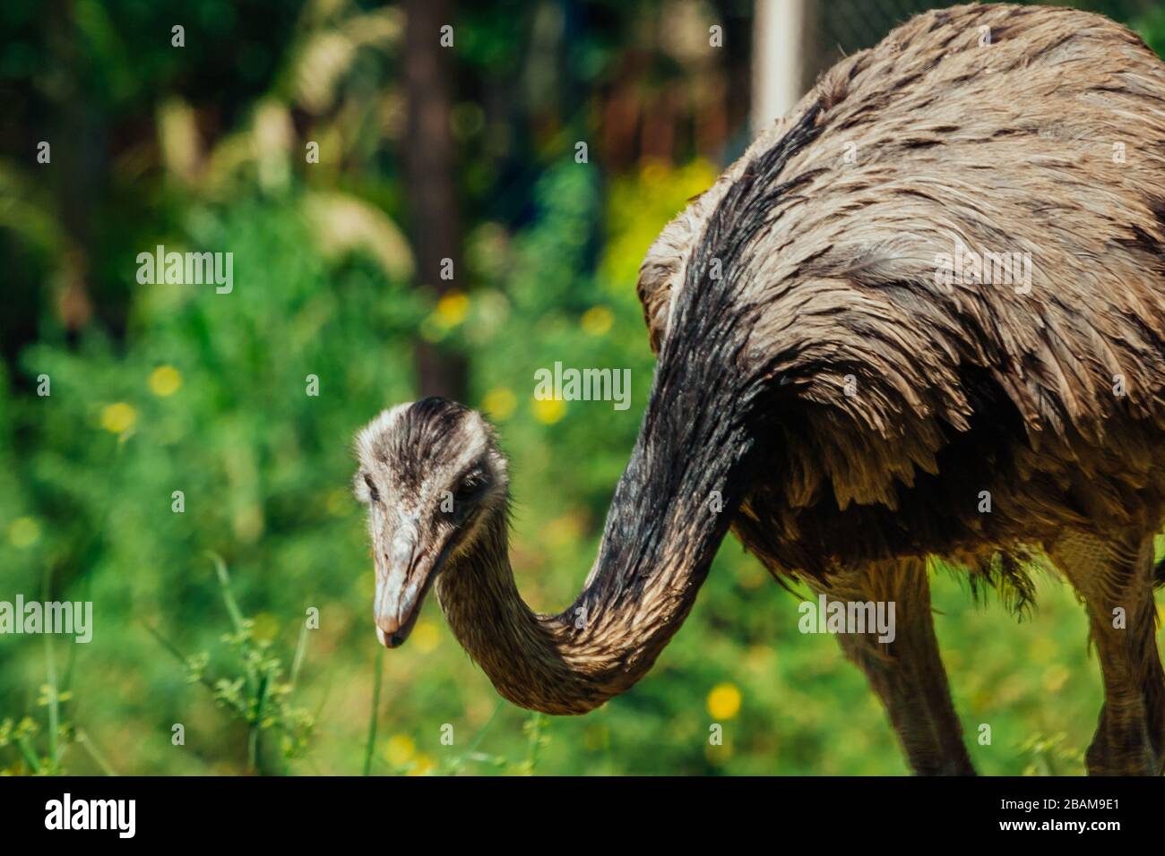 Asuncion zoo hi-res stock photography and images - Alamy