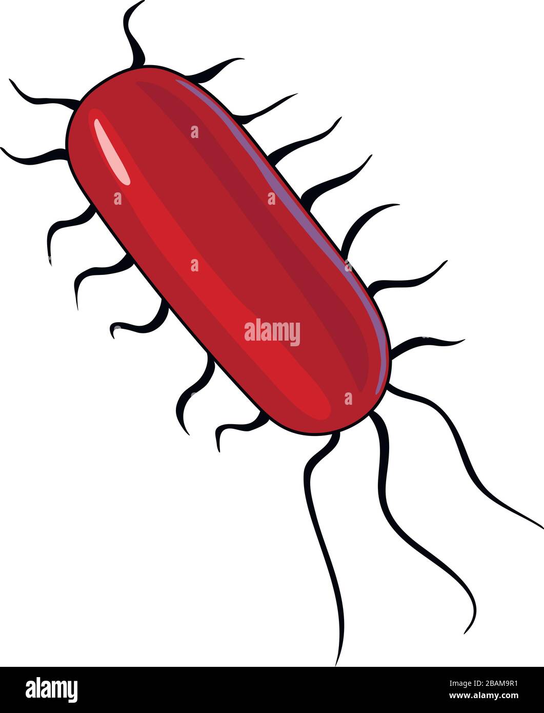 Colon bacillus. Digestive tract or alimentary canal showing bacteria ...