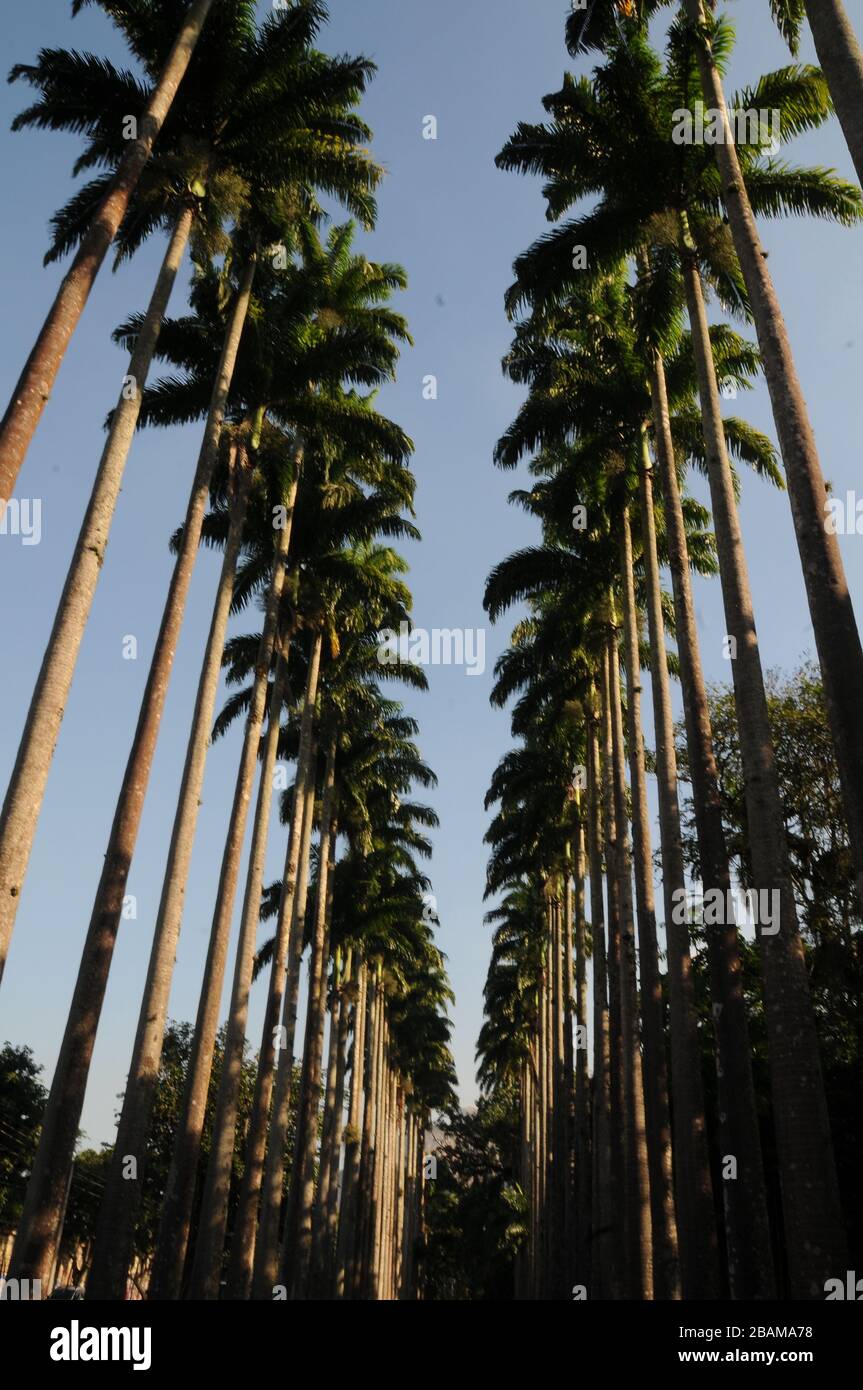 Imperial Palm Trees, 2012, Botanical Garden, Rio de Janeiro, Brazil ...