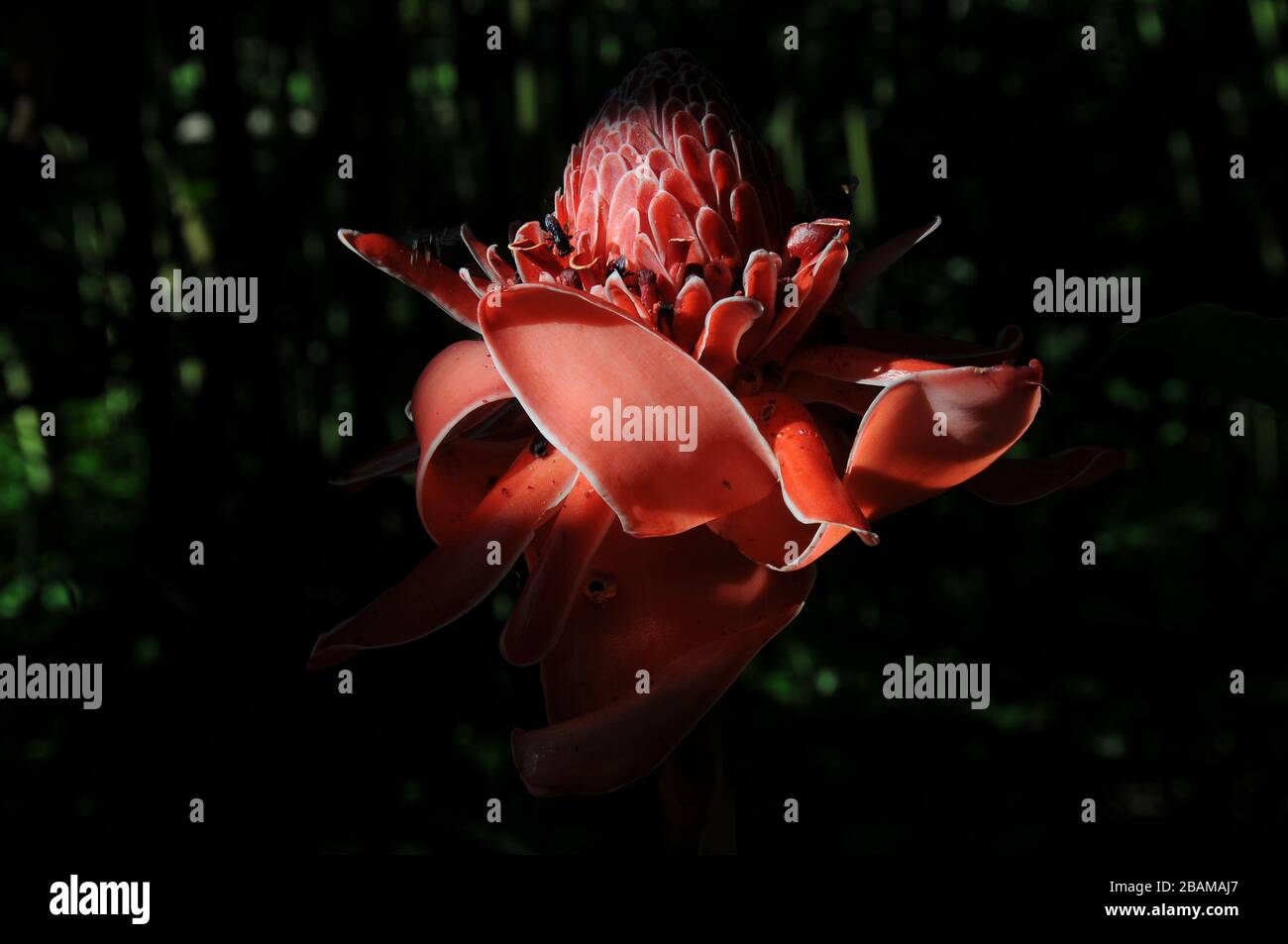 Flower, emperor-bat, 2012, Botanical Garden, Rio de Janeiro, Brazil ...