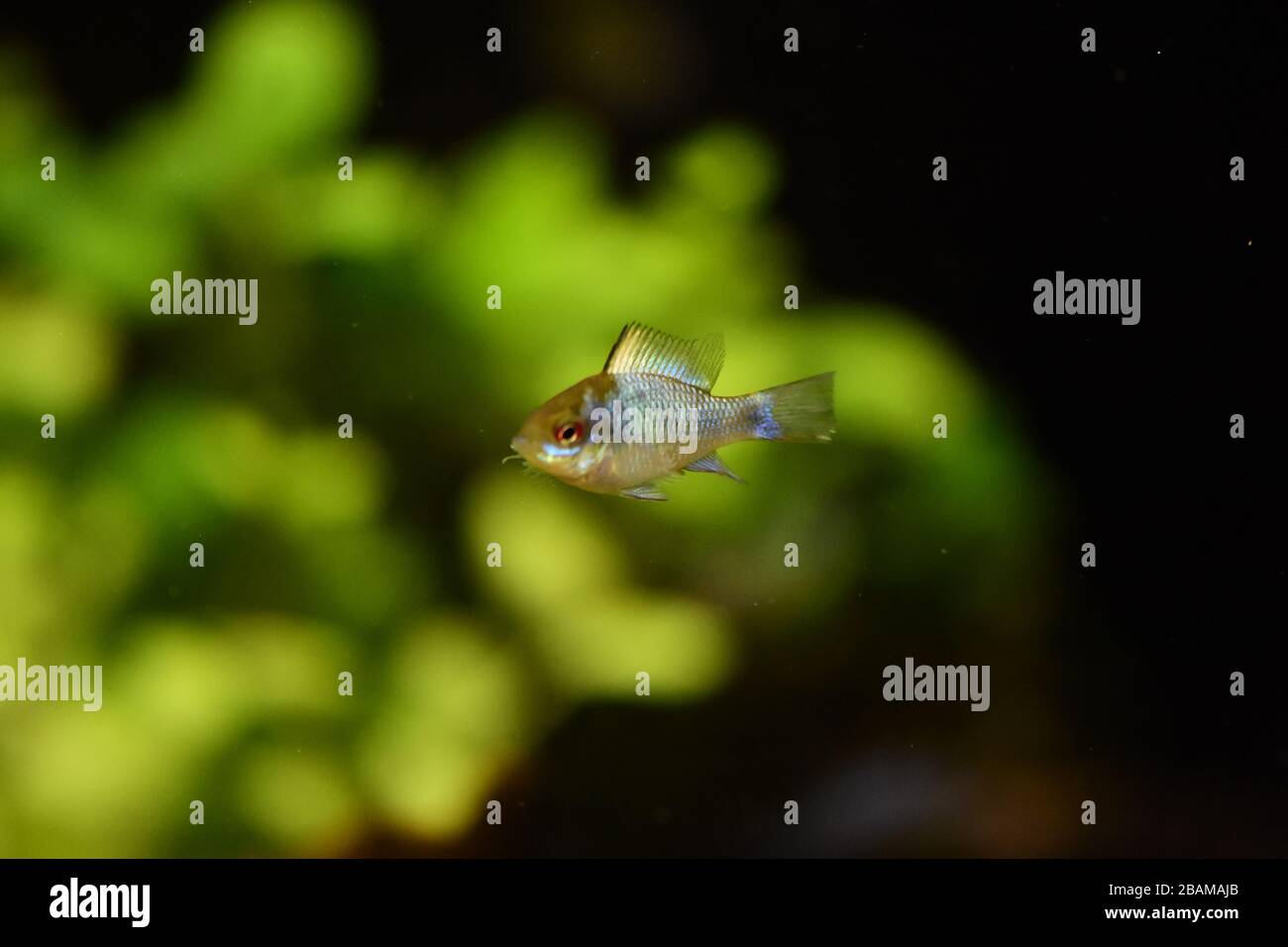 Freshwater aquarium fish, endemic cichlid fish from African lake and ...