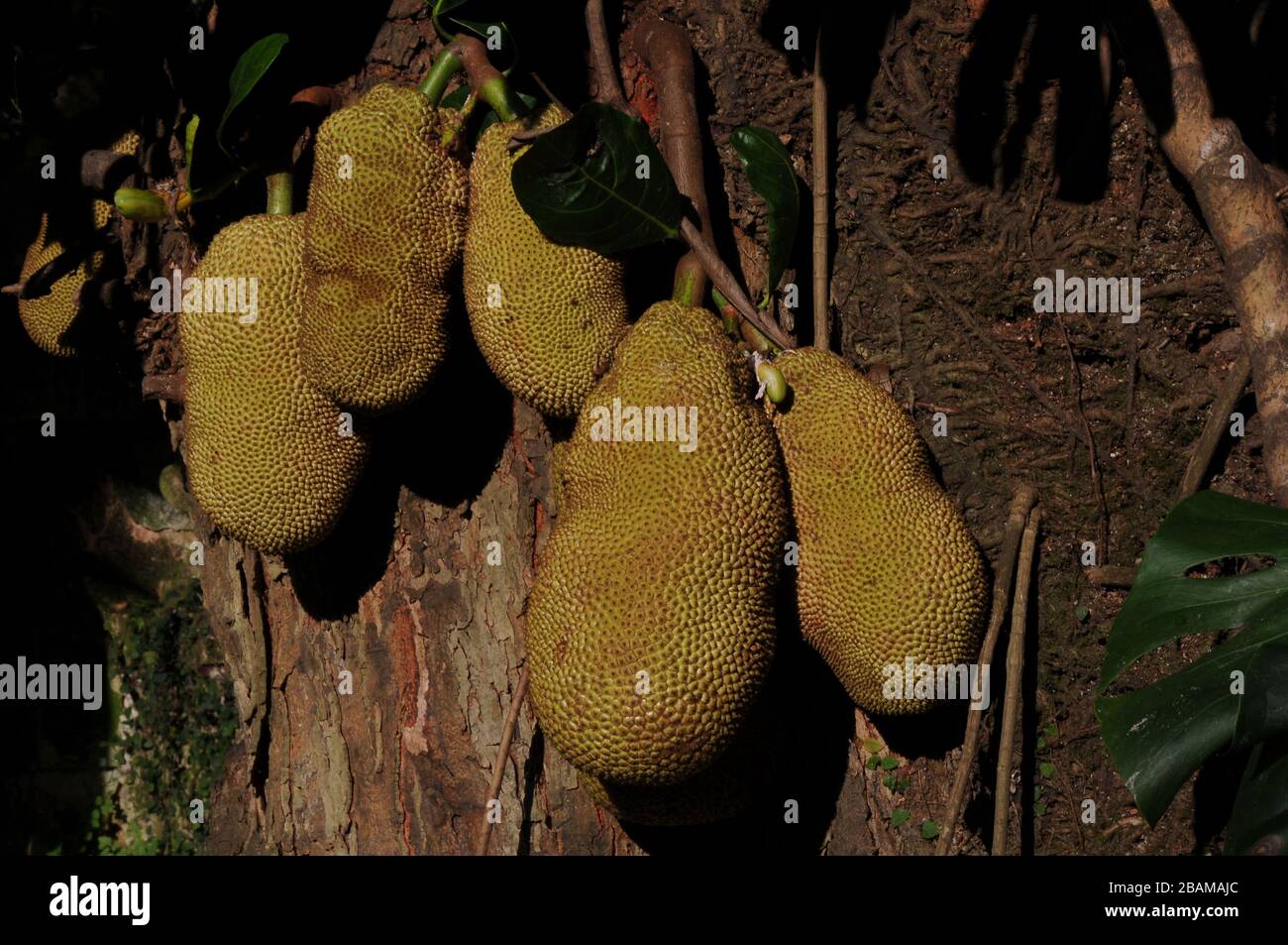 Jaca fruit hi-res stock photography and images - Alamy
