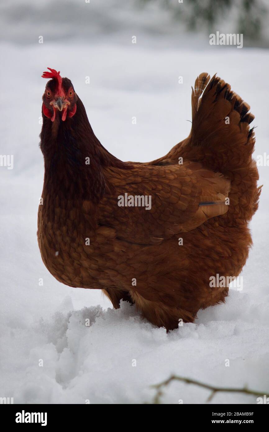 Chicken in the snow Stock Photo - Alamy