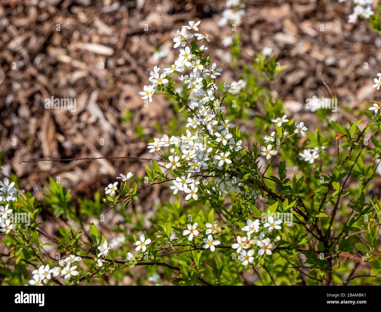 Blue spiraea hi-res stock photography and images - Alamy