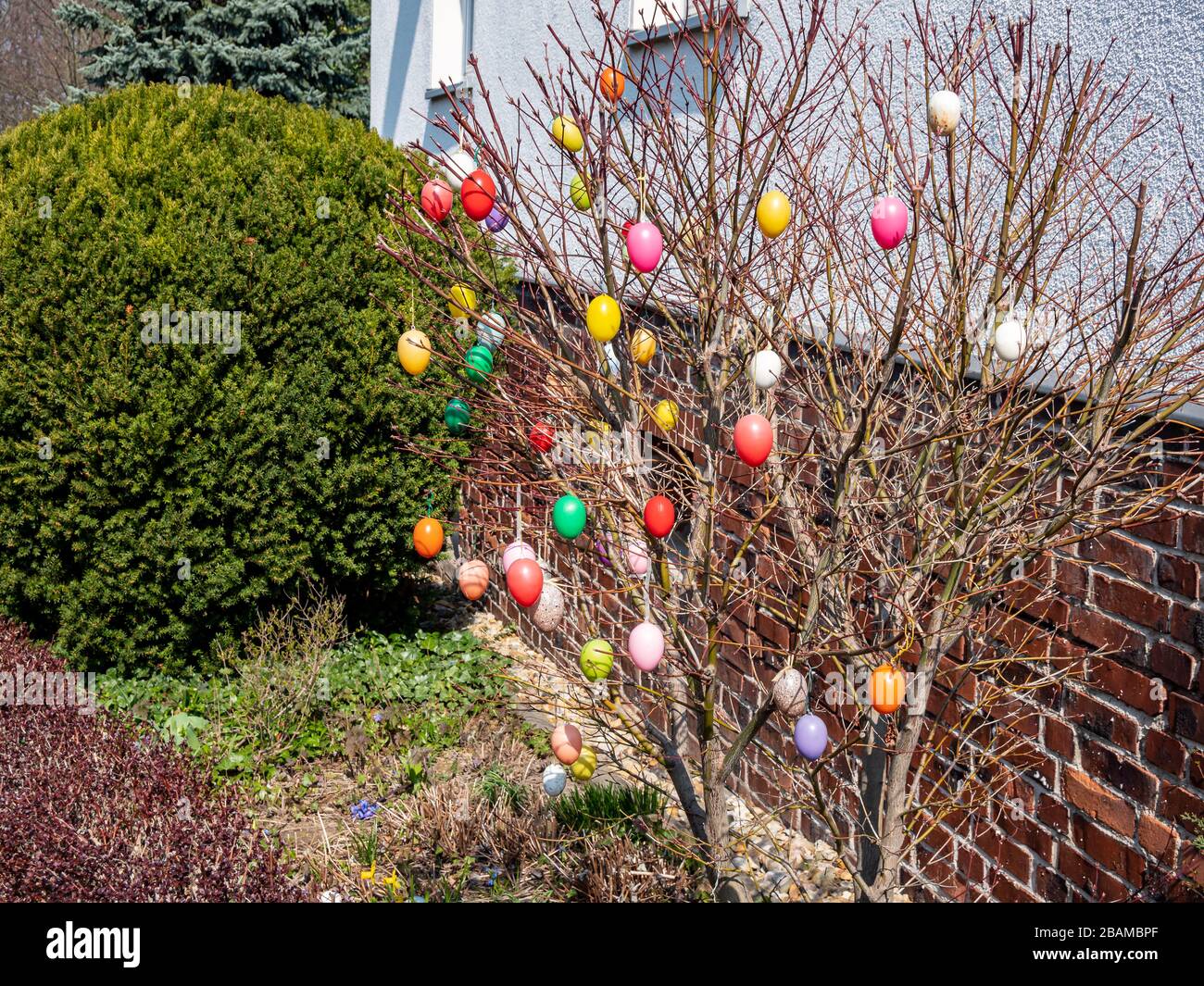 Easter shrub in the garden in spring Stock Photo - Alamy
