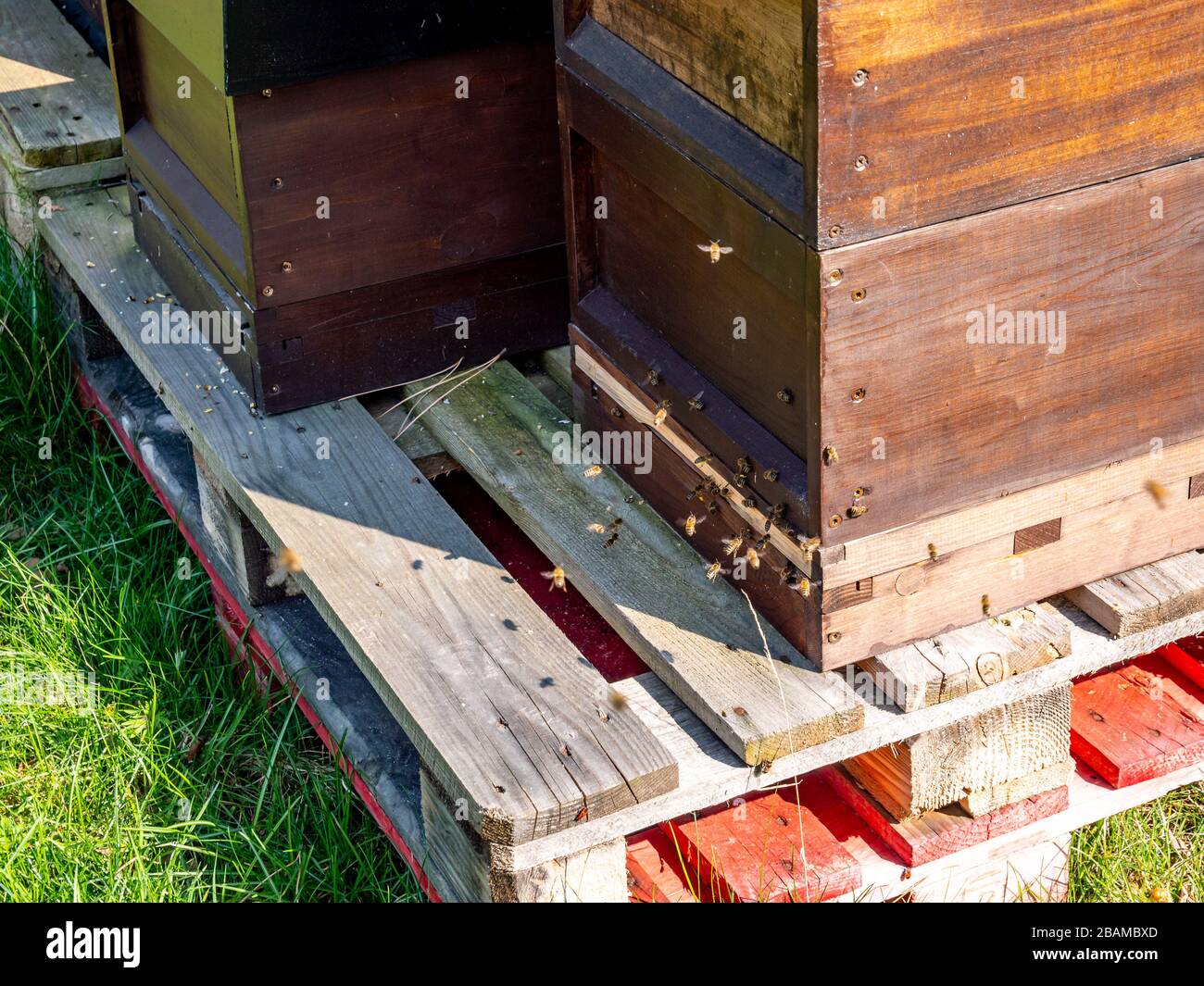 Apiary in spring background image Stock Photo - Alamy