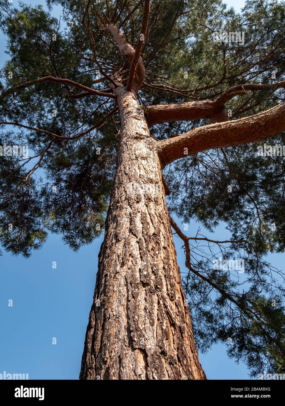 trunk of a pine tree in the park Stock Photo - Alamy
