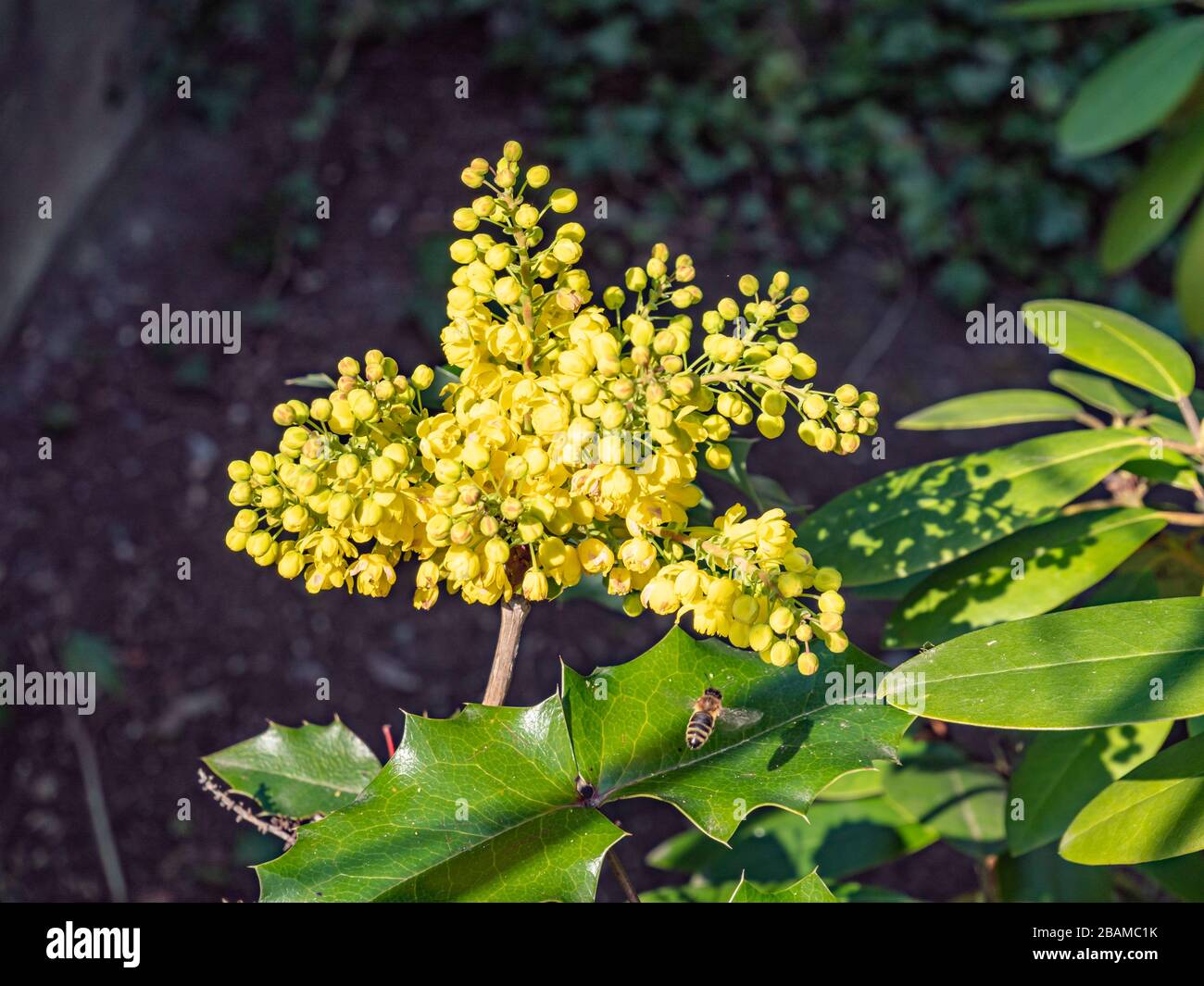 Common mahonia blooms in spring Stock Photo - Alamy