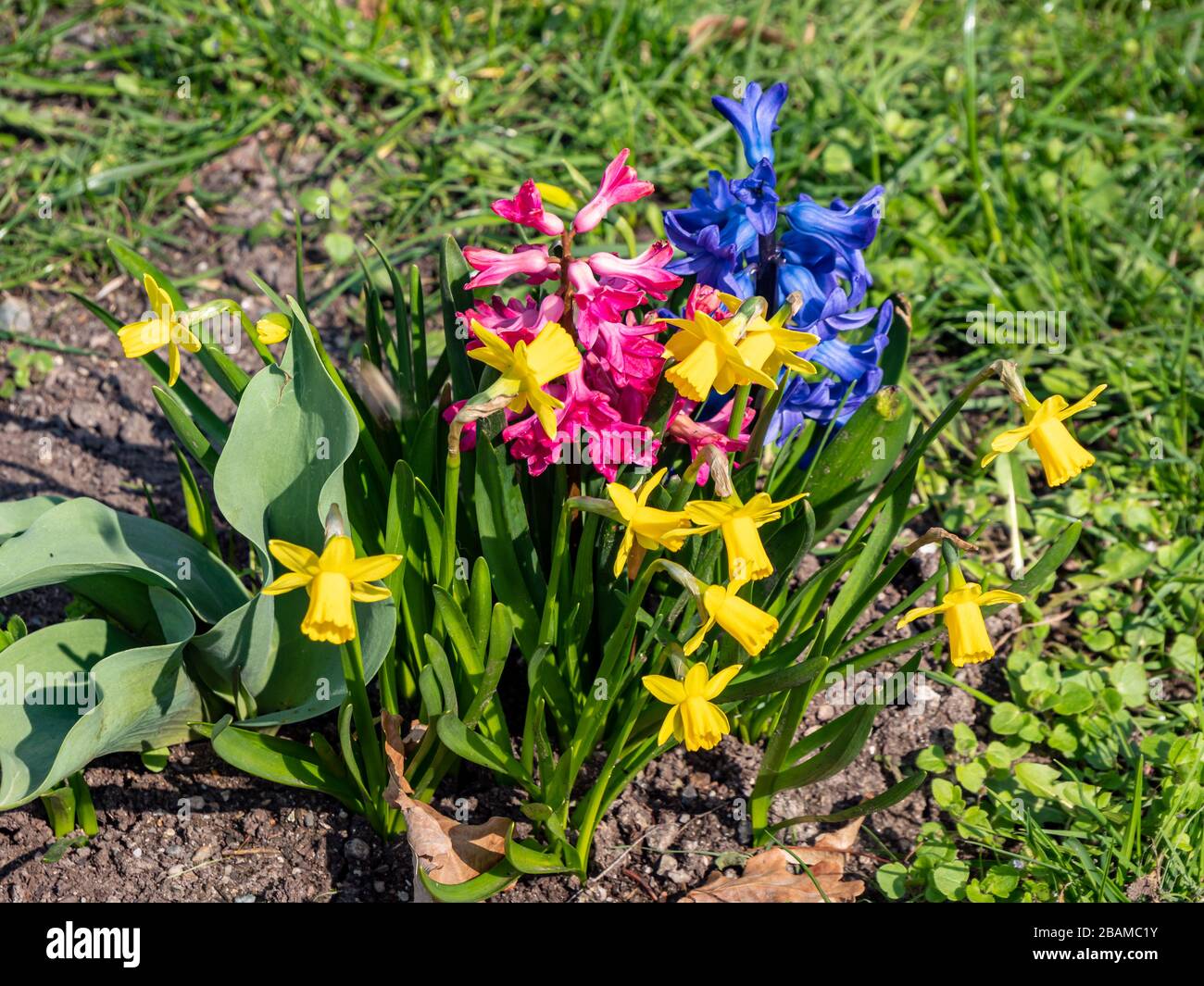 different flowers in spring in the garden Stock Photo - Alamy