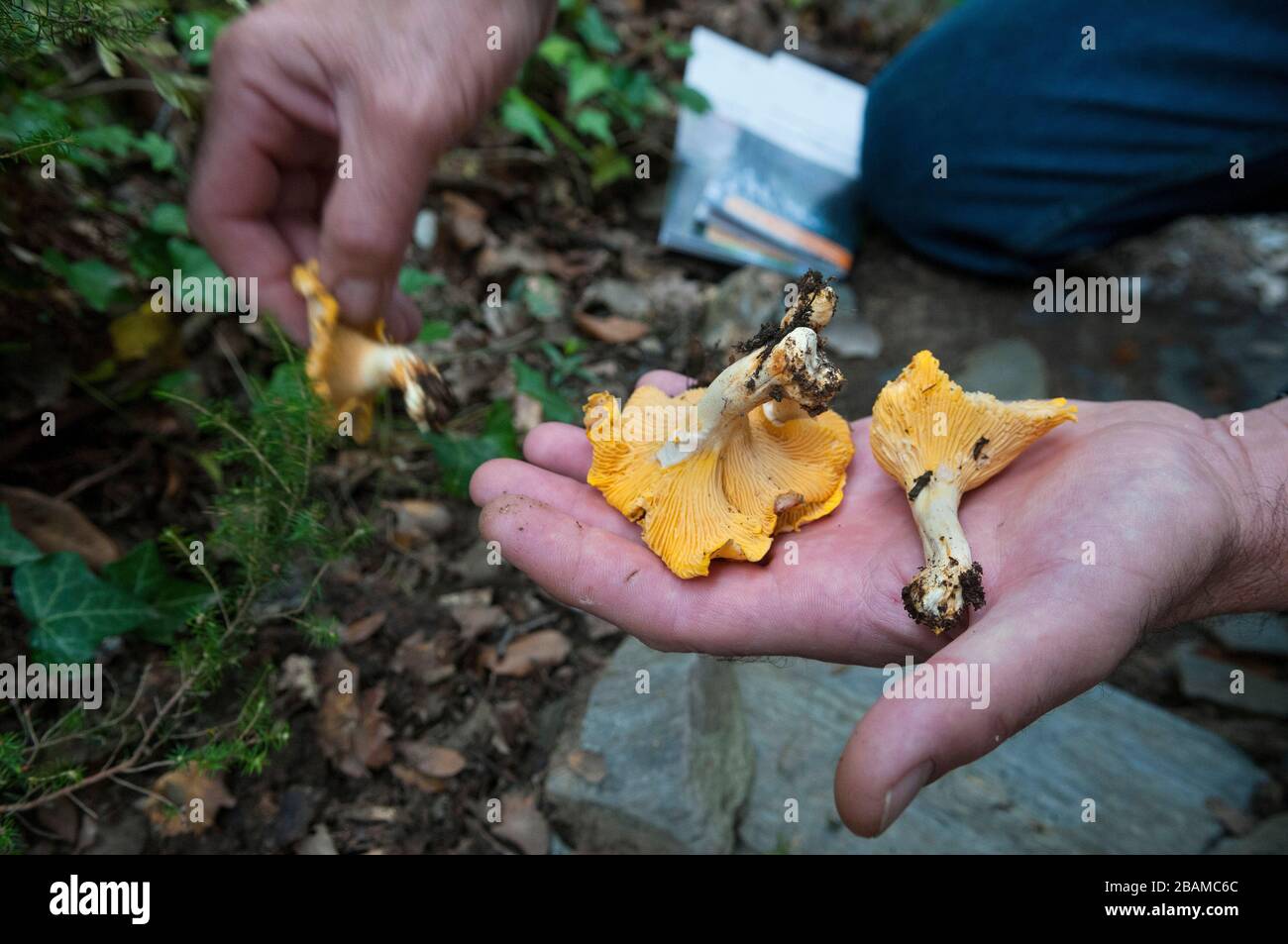 Rossinyol hi-res stock photography and images - Alamy