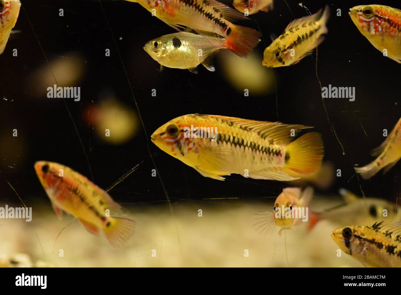 Freshwater aquarium fish, endemic cichlid fish from African lake and ...