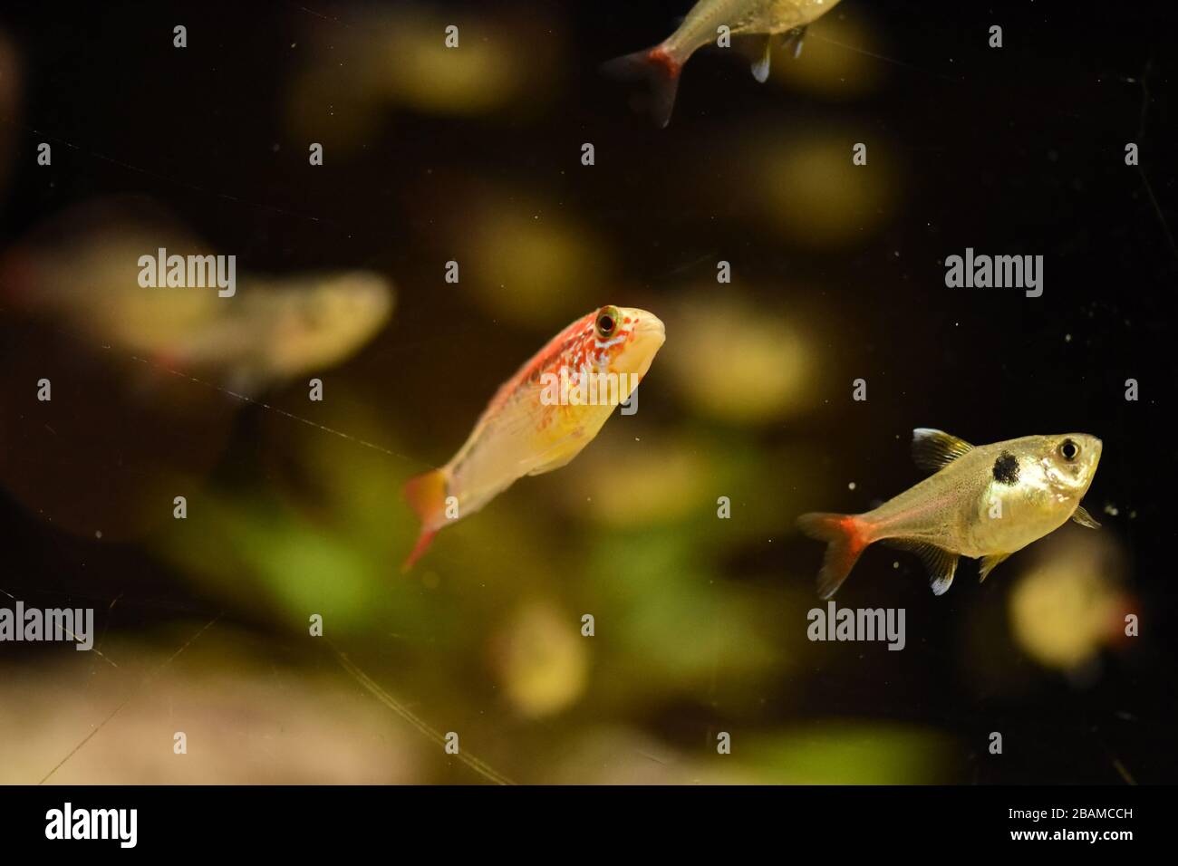 Freshwater aquarium fish, endemic cichlid fish from African lake and ...