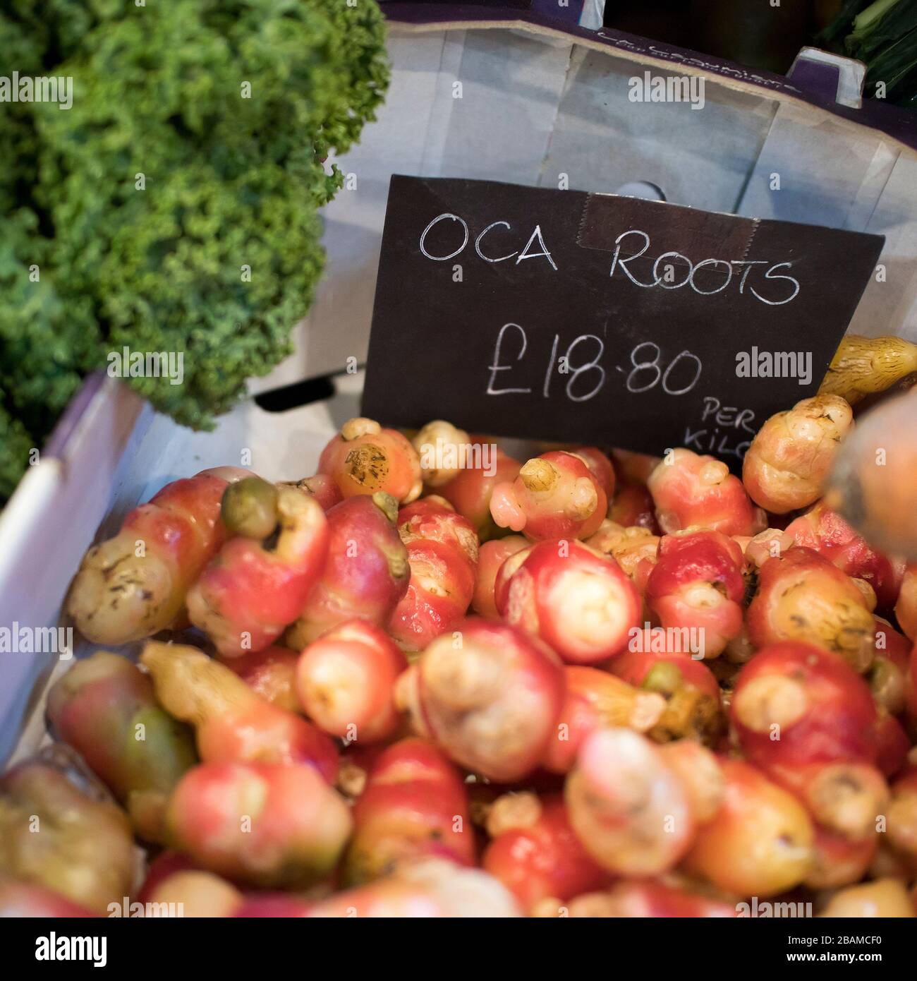 The oca root for sale at the farmer market Stock Photo - Alamy