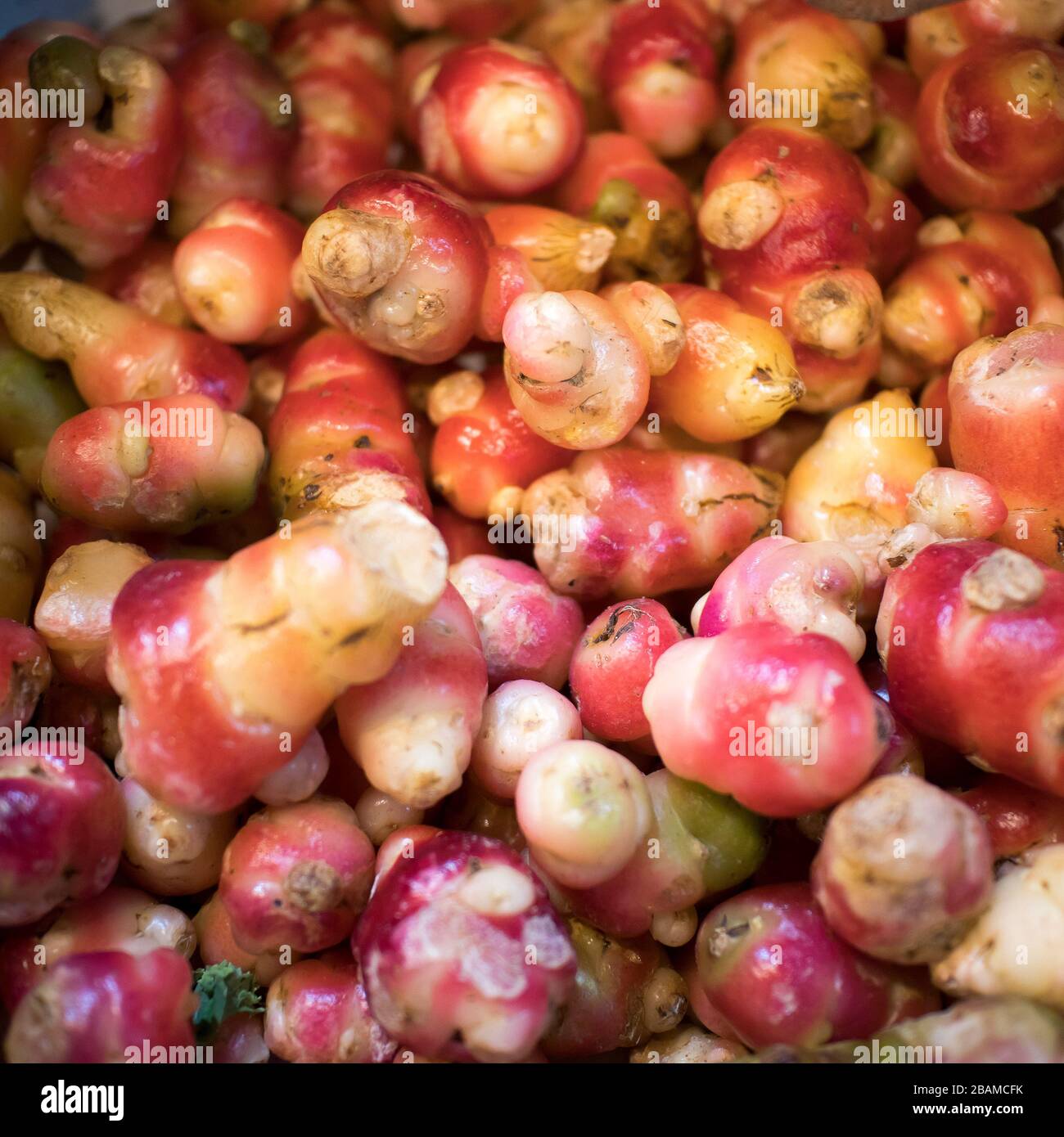 Oca new zealand yam oxalis hi-res stock photography and images - Alamy