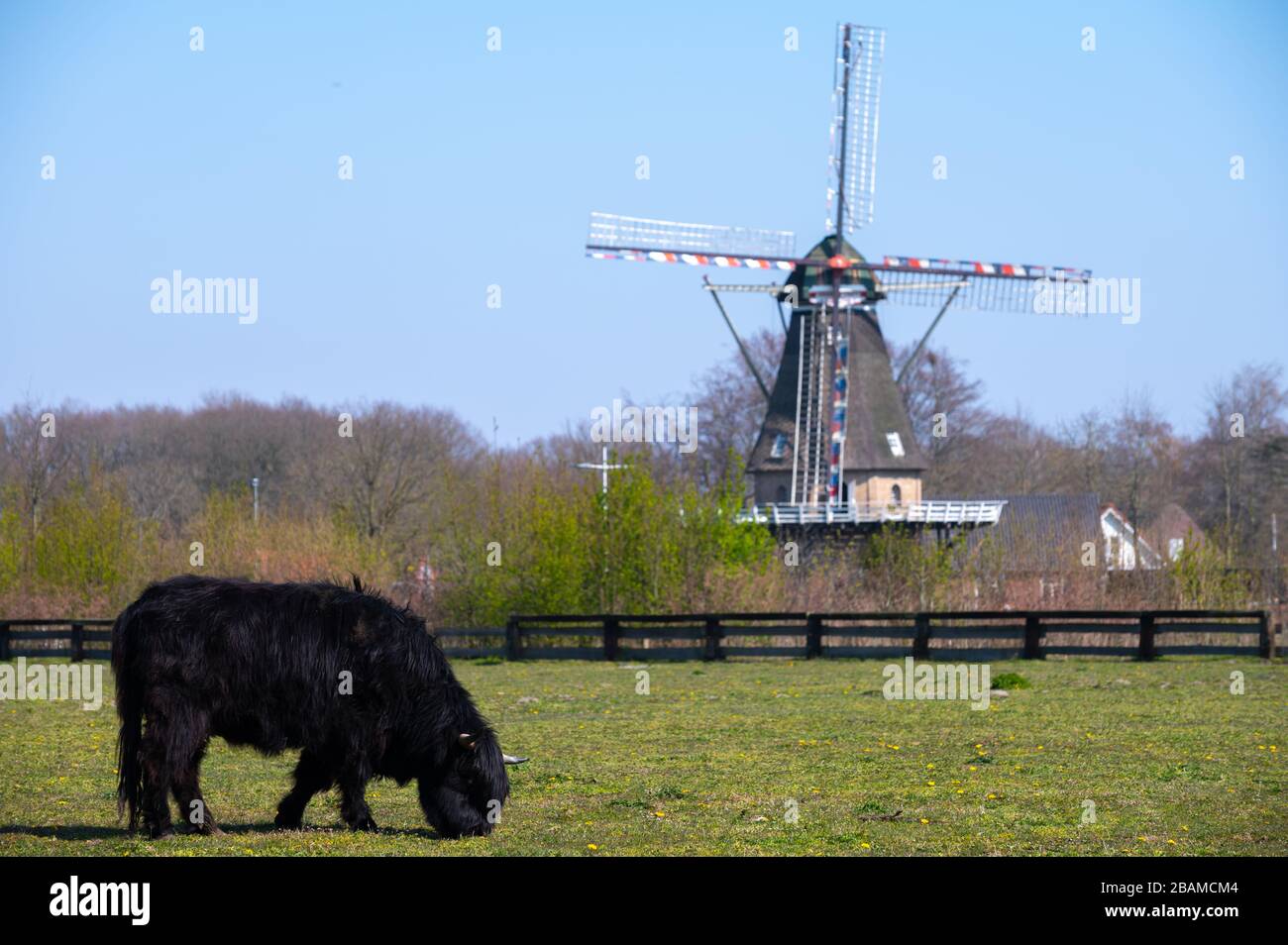 Old dutch cattle breed hi-res stock photography and images - Alamy