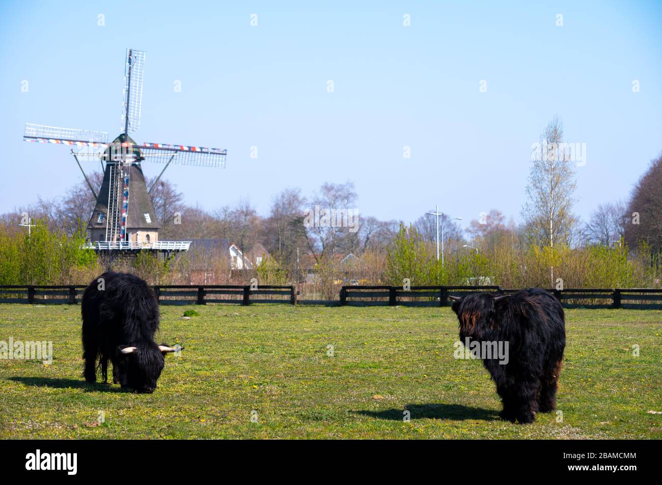 Old dutch cattle breed hi-res stock photography and images - Alamy