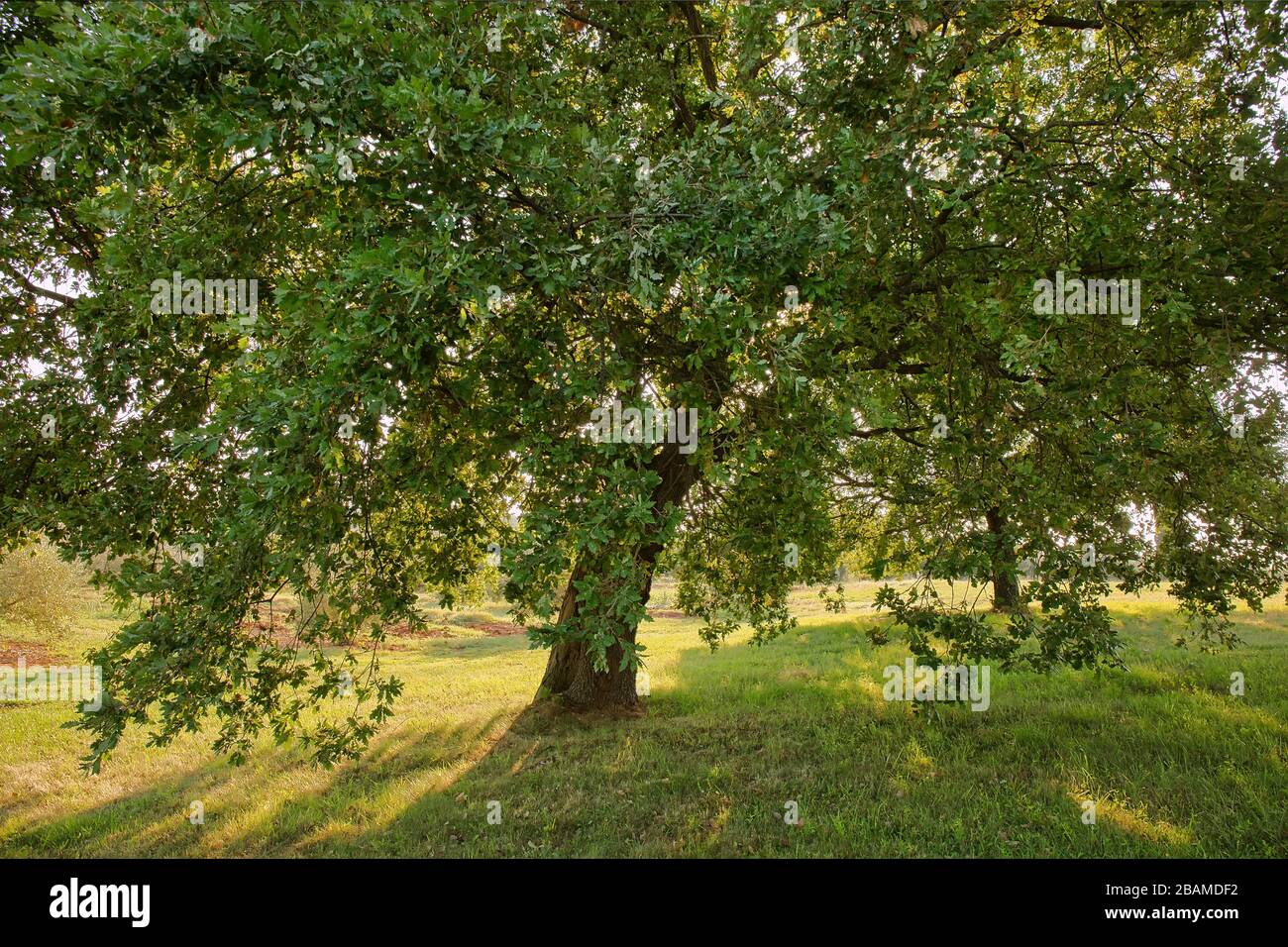 Oak tree in the field, natural outdoor background Stock Photo - Alamy