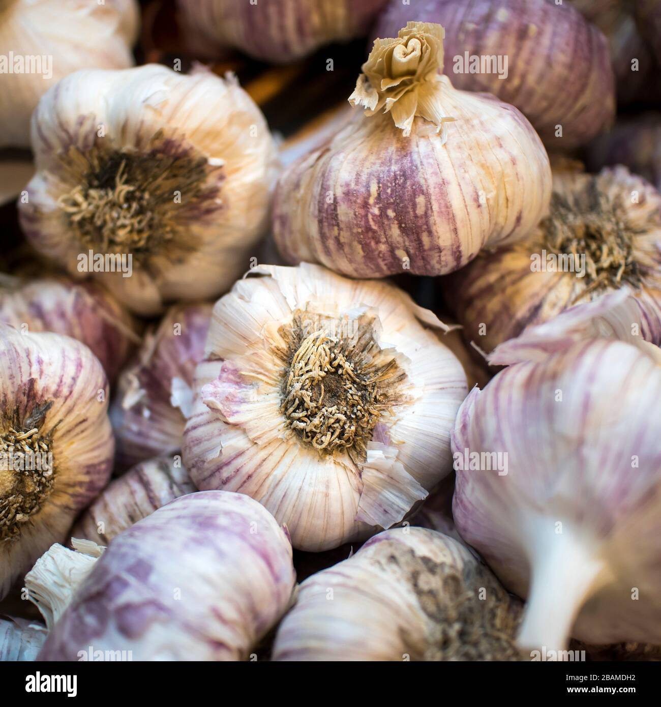 Garlic (Allium sativum; English: garlic) is the name of the plant of ...