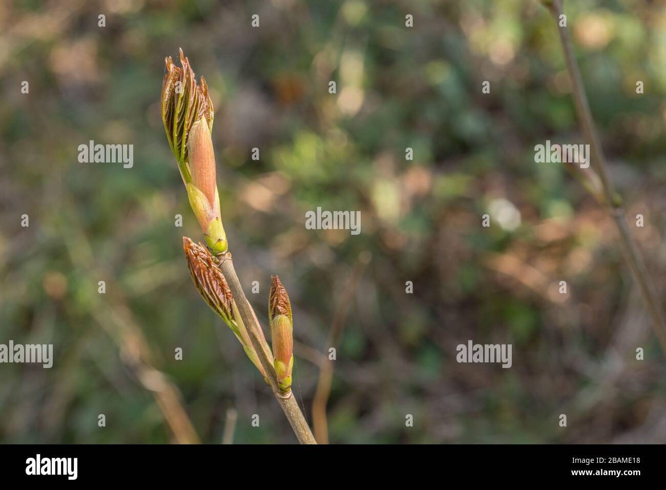 Sycamore / Acer pseudoplatanus - leaf bud in Spring sunshine. Sycamore ...