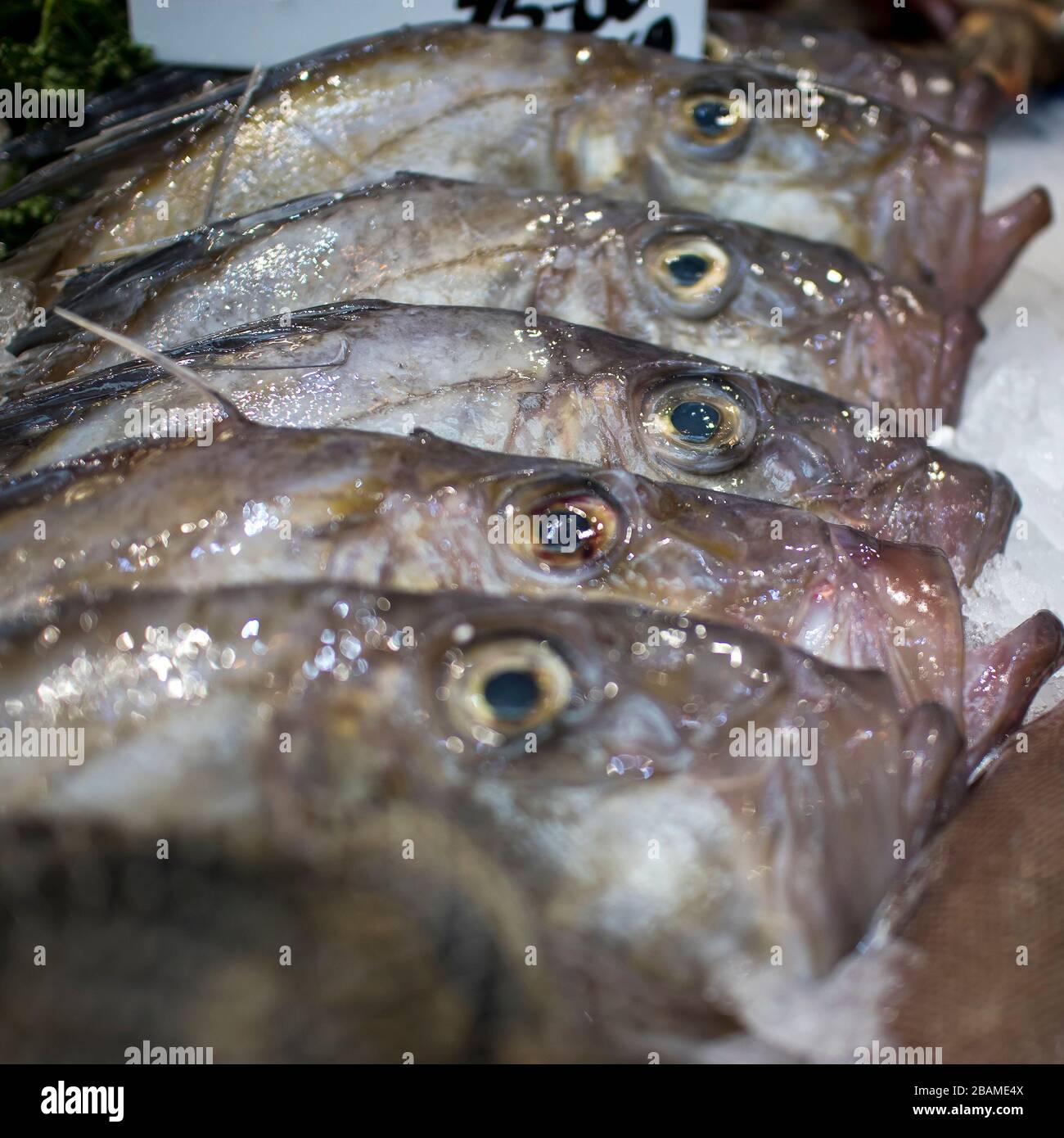 Fresh raw john dory fish hi-res stock photography and images - Alamy