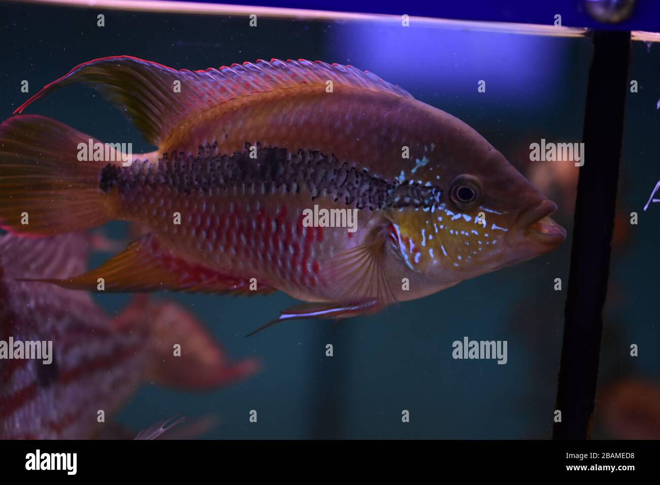 Freshwater aquarium fish, endemic cichlid fish from African lake and ...