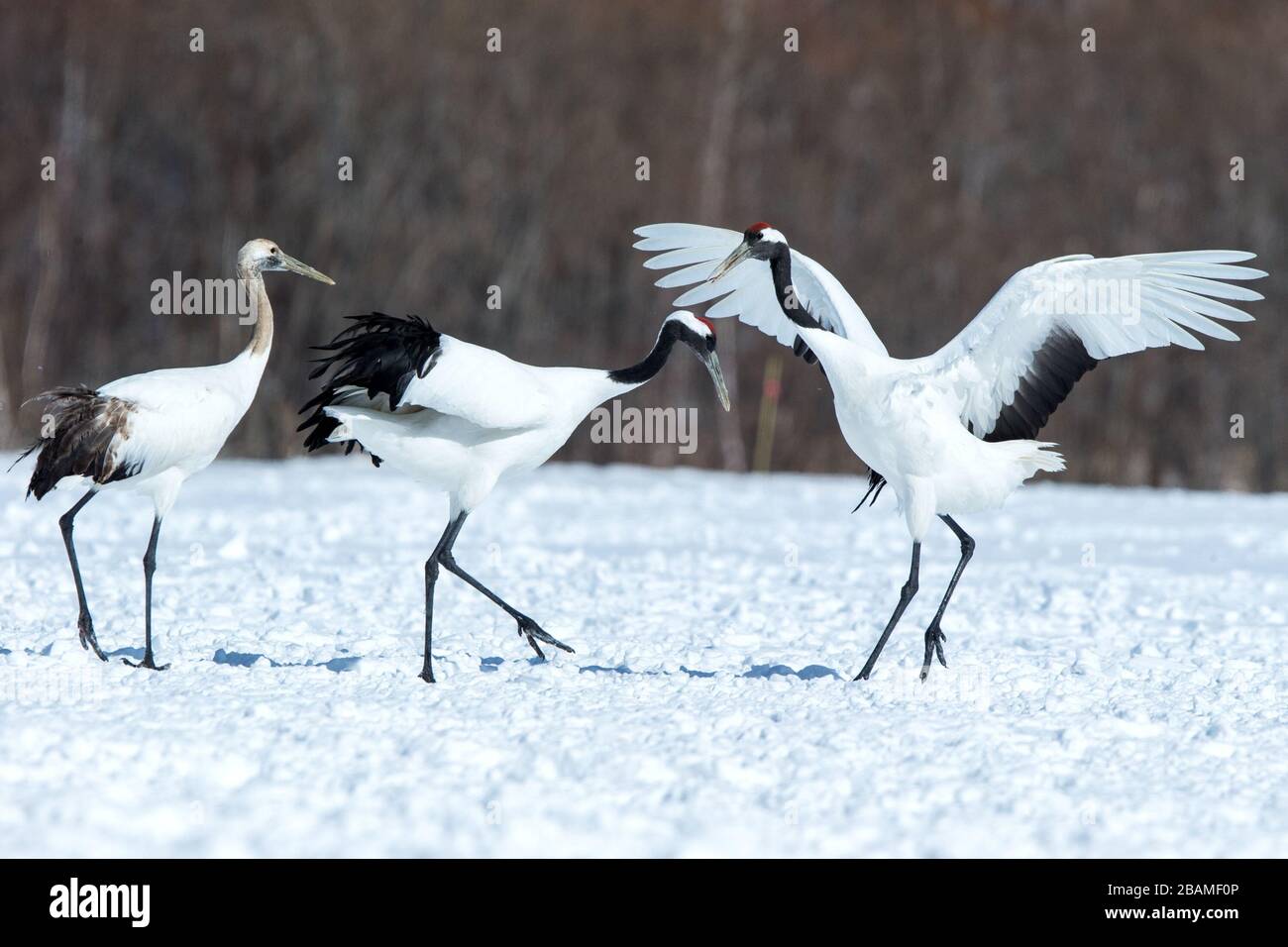 Red Crowned Crane Dance