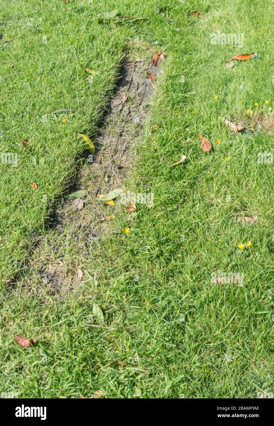 Roadside vehicle skid marks on country road where car has come off the ...