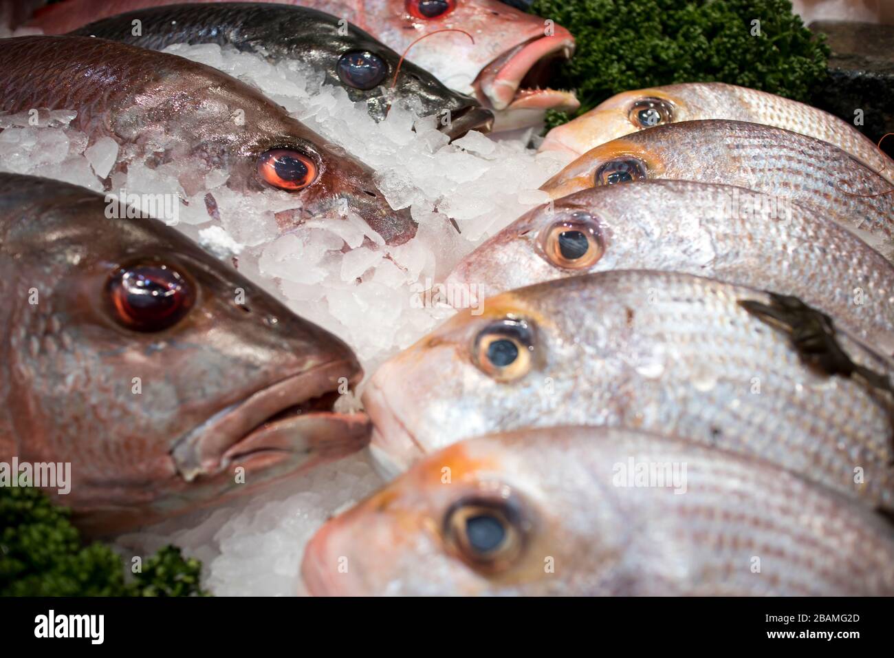 Various types of seafood for sale in the local market. Day boat John ...