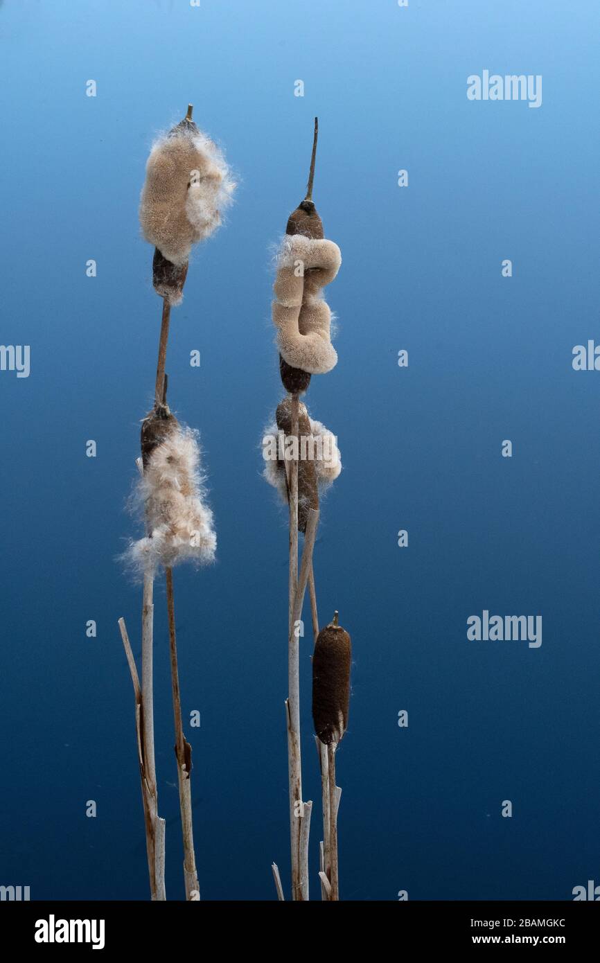 Seeds of bulrush typha latifolia hi-res stock photography and images ...