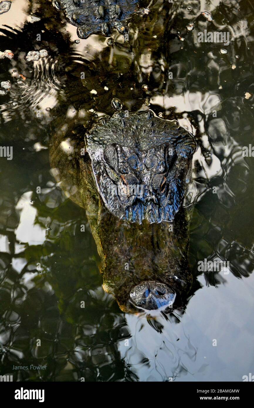 Large American Alligator head--view from above Stock Photo - Alamy