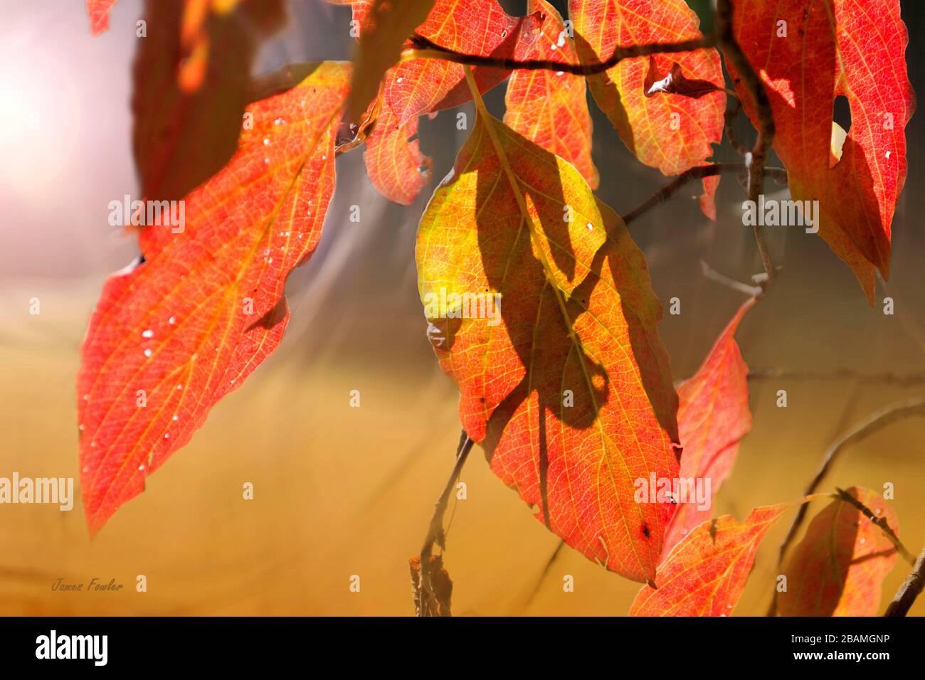 Orange Autumn leaves-good background Stock Photo - Alamy