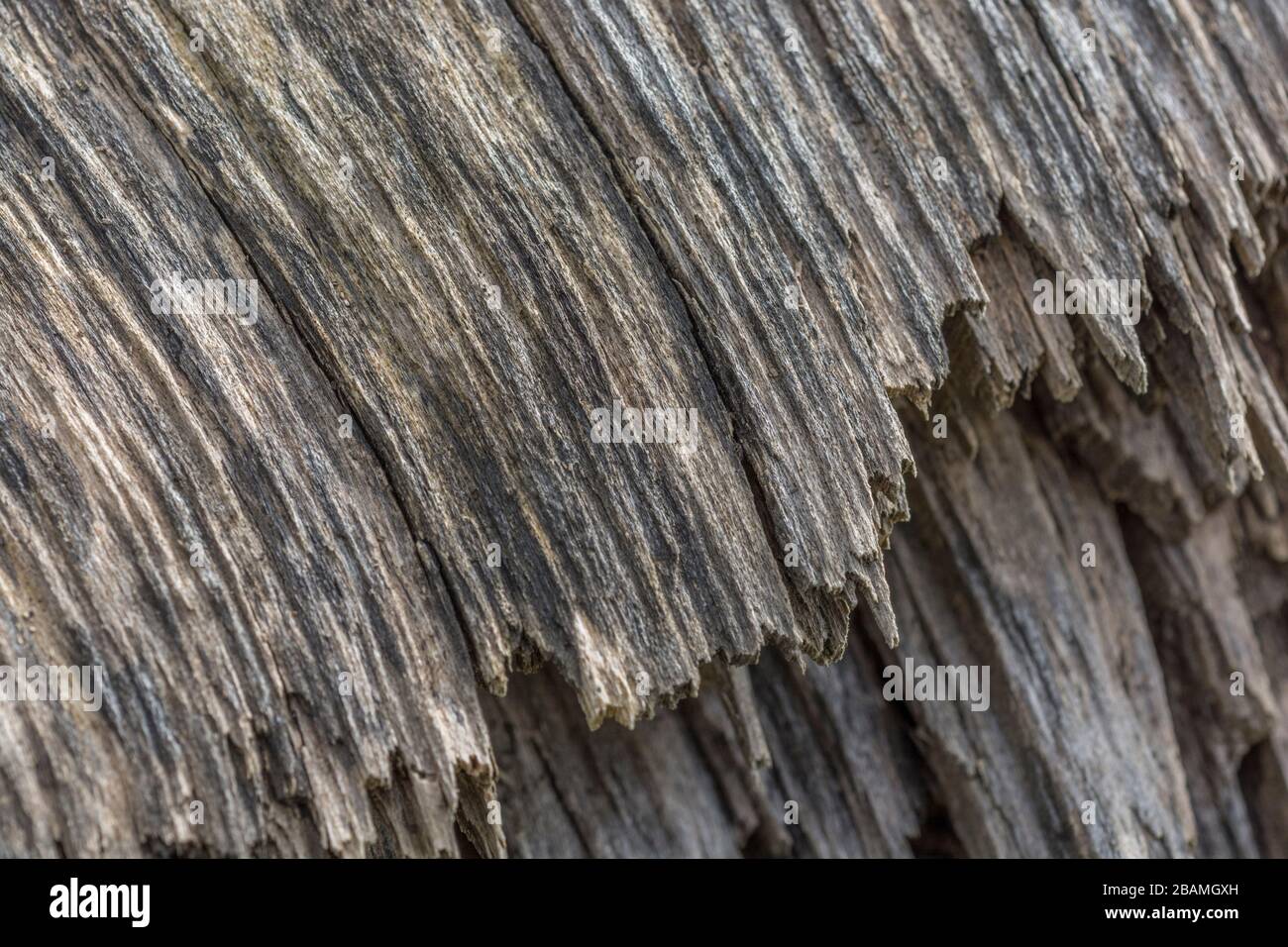 Split, twisted, snapped and splintered tree trunk weathering in the ...