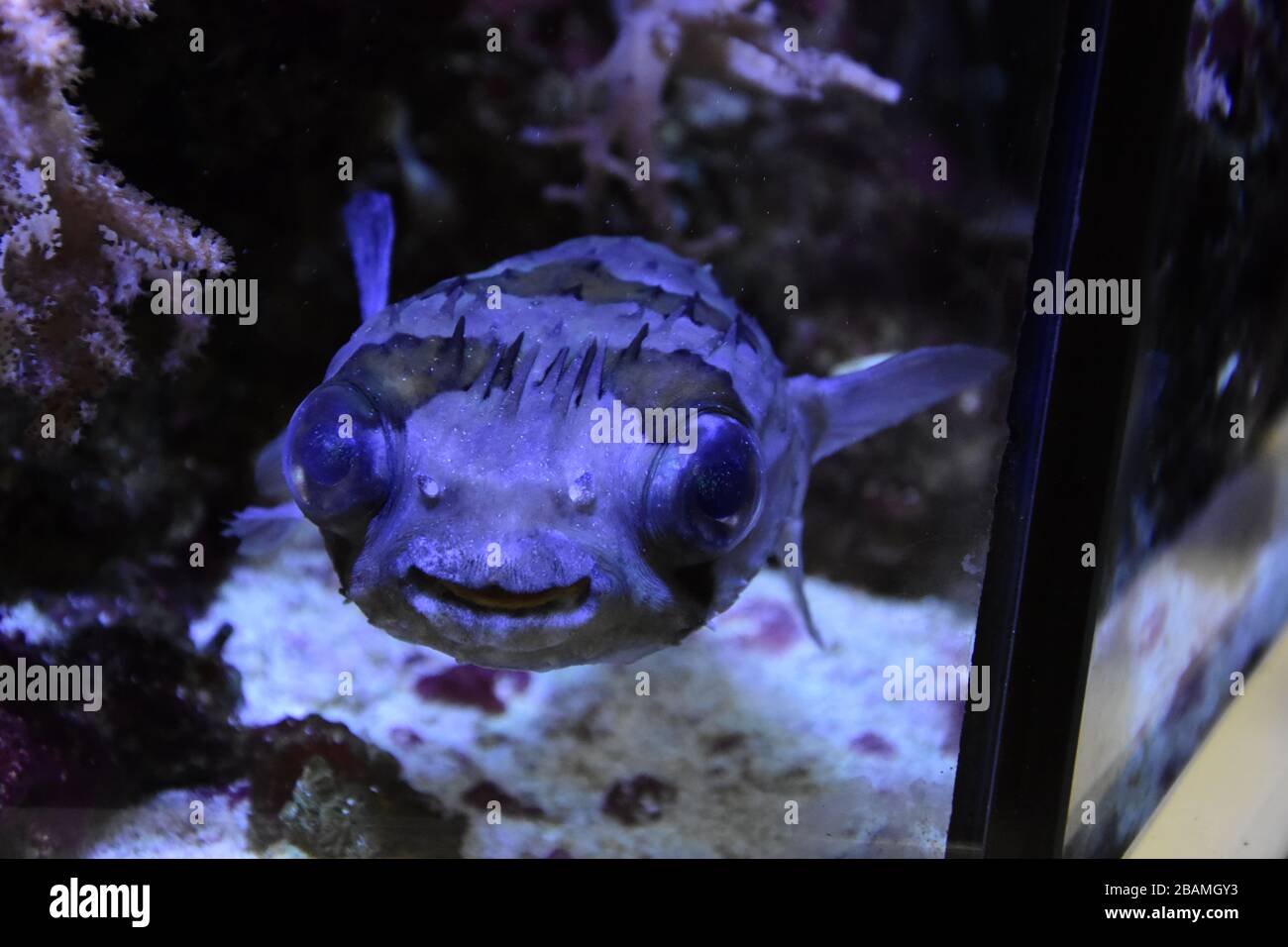 The blackspotted puffer (Arothron nigropunctatus). The dog-faced puffer ...