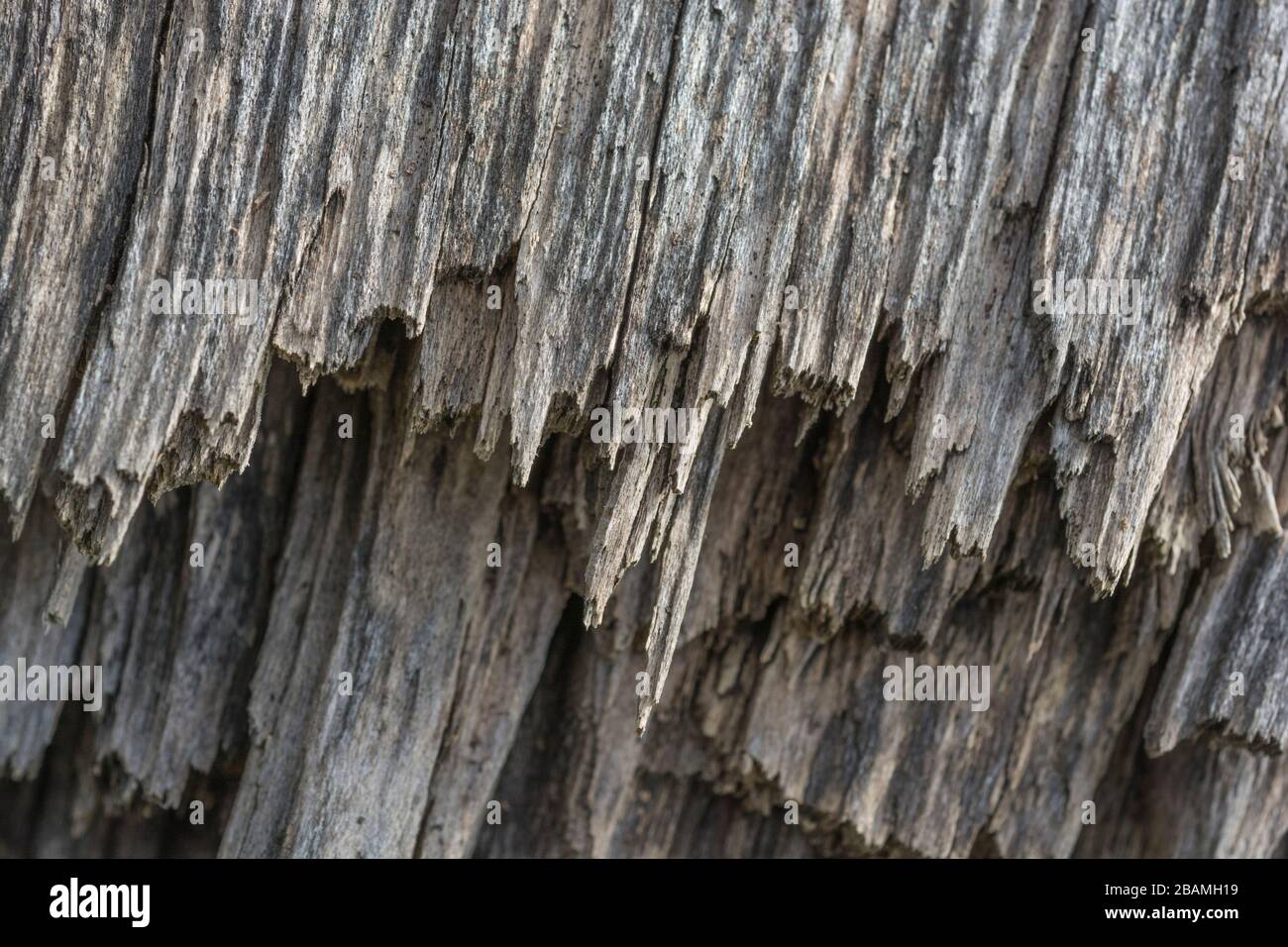 Split, twisted, snapped and splintered tree trunk weathering in the ...