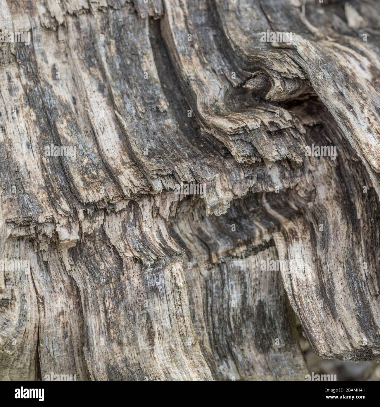 Splintered tree texture hi-res stock photography and images - Alamy